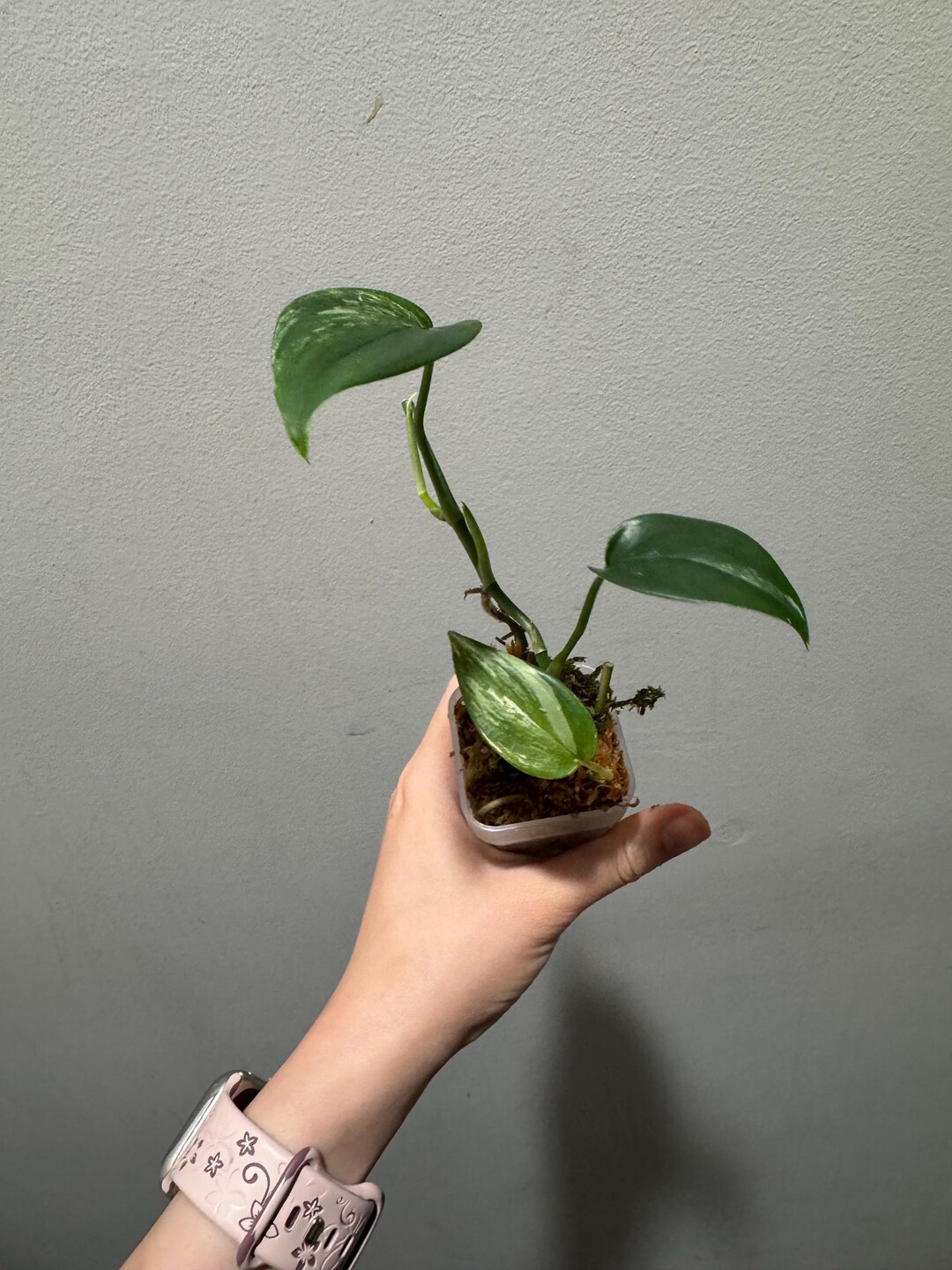Scindapsus Variegated Blue Albo Rooted Bottom Cutting. US Seller! - Etsy