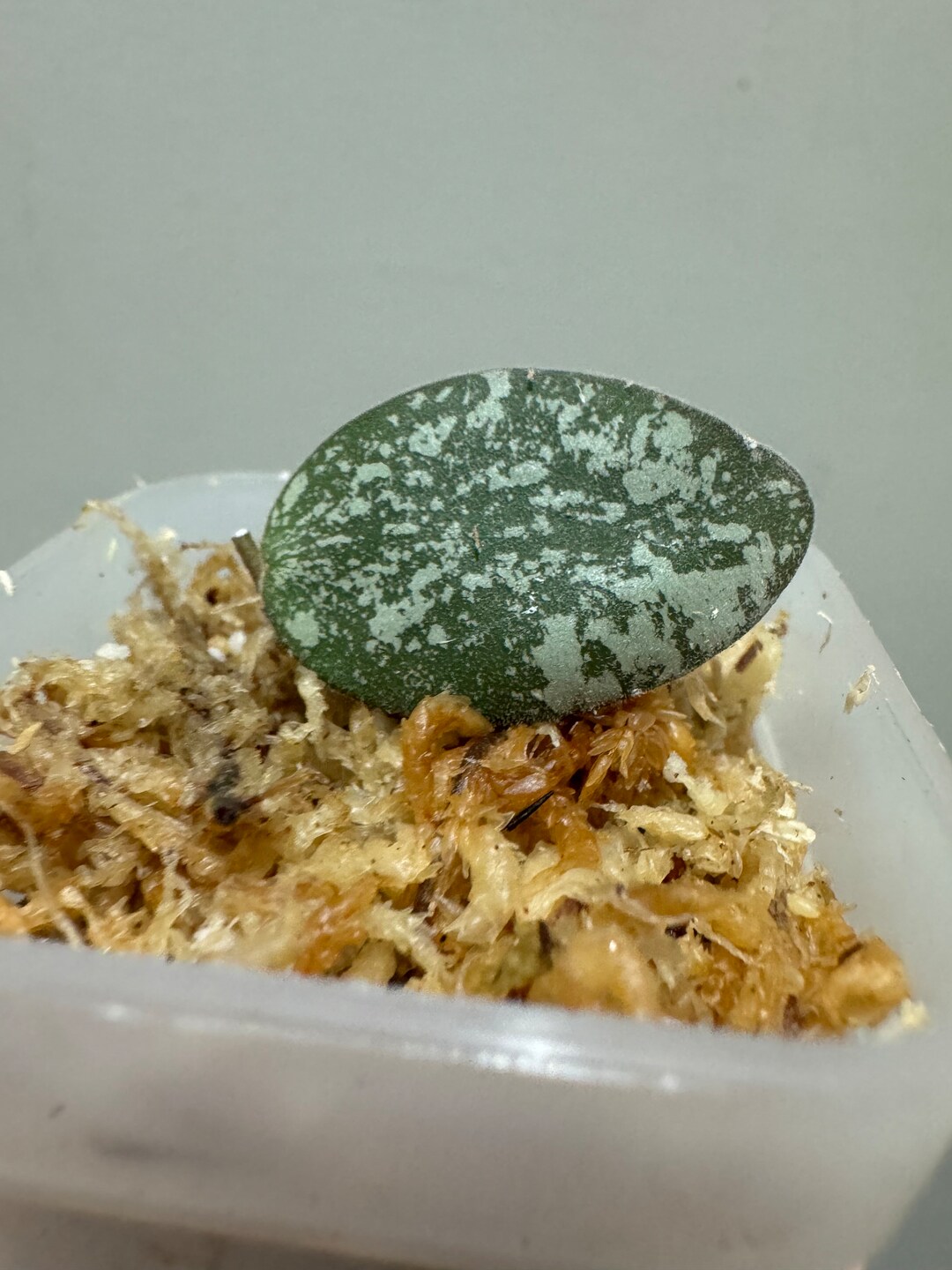 Hoya Sigillatis Splash Round Leaf Cutting. Variegated Hoya. Exact Plant ...