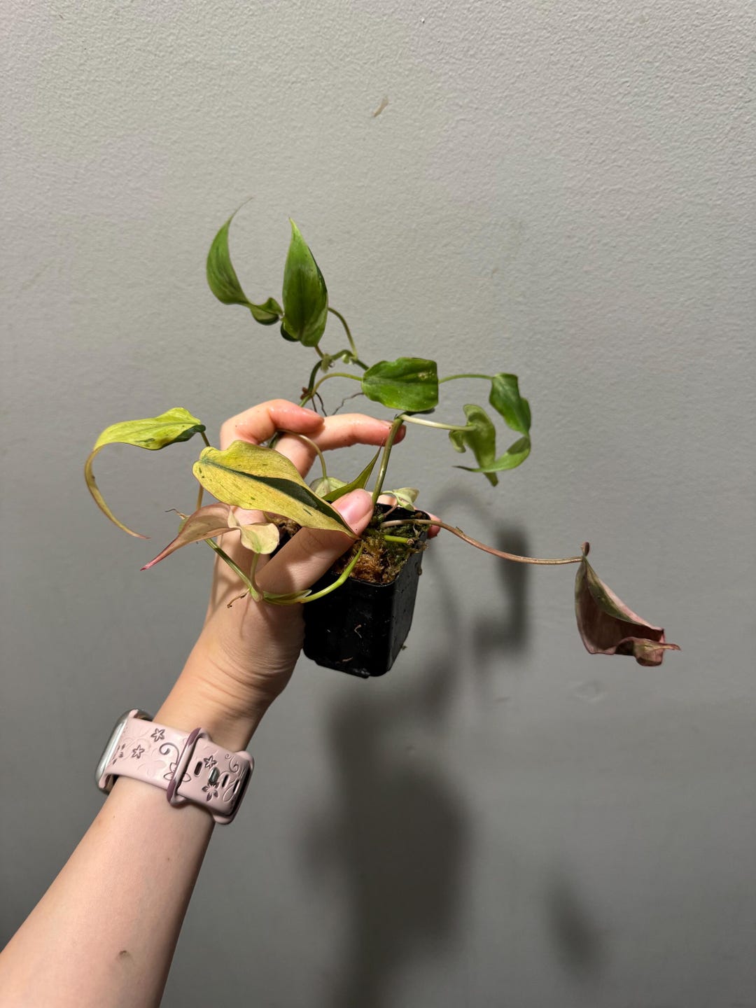 Philodendron Micans Mint Variegated Rooted Active Growing Large Plant ...