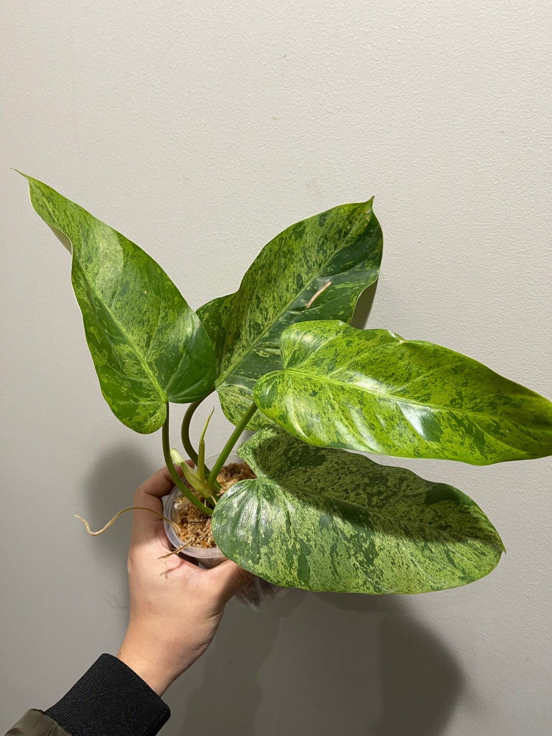 Rarephilodendron Whipple Way Mint Marble Active Plant. Exact - Etsy