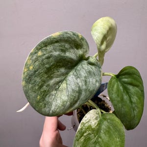 Scindapsus Exotica Hologram Variegated Rooted Bottom Cutting Active ...