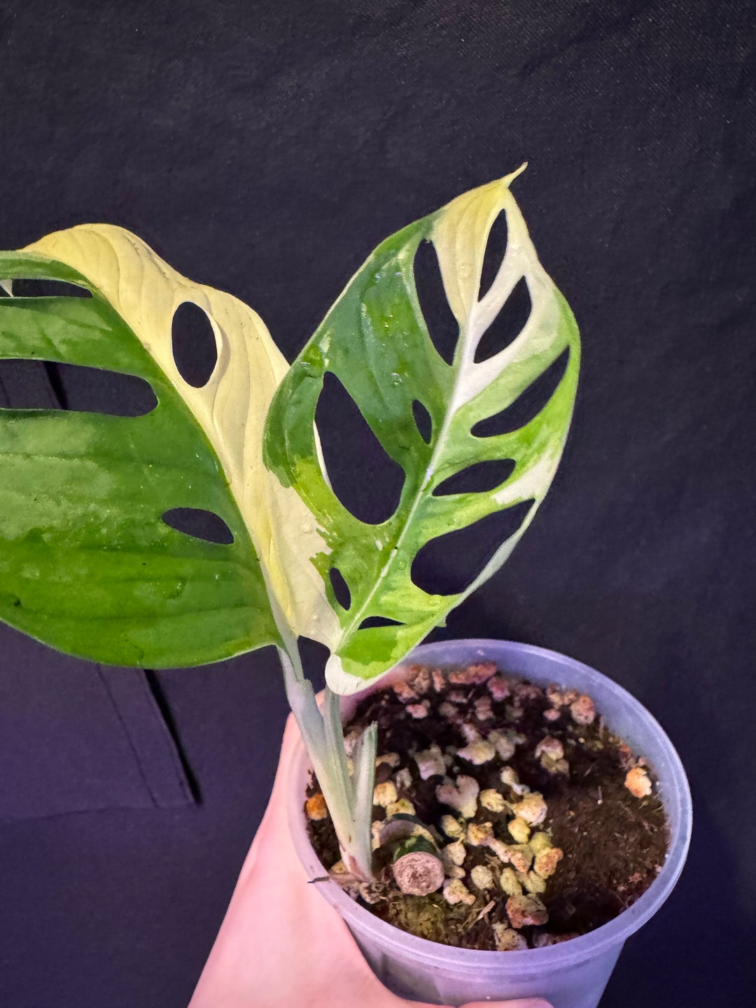 Tricolor Monstera Adansonii Albo Rooted Active Growing US Seller, Exact ...