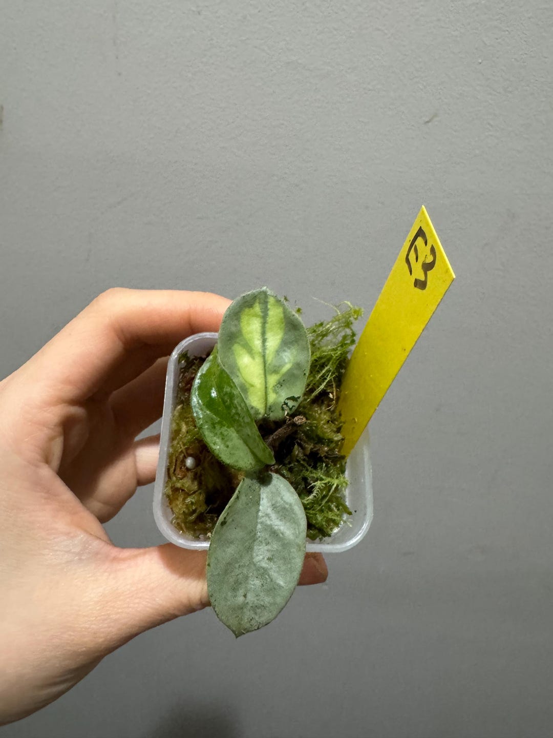 Variegated Hoya Argentea Princess Rooted Cutting Active Growing Revert ...
