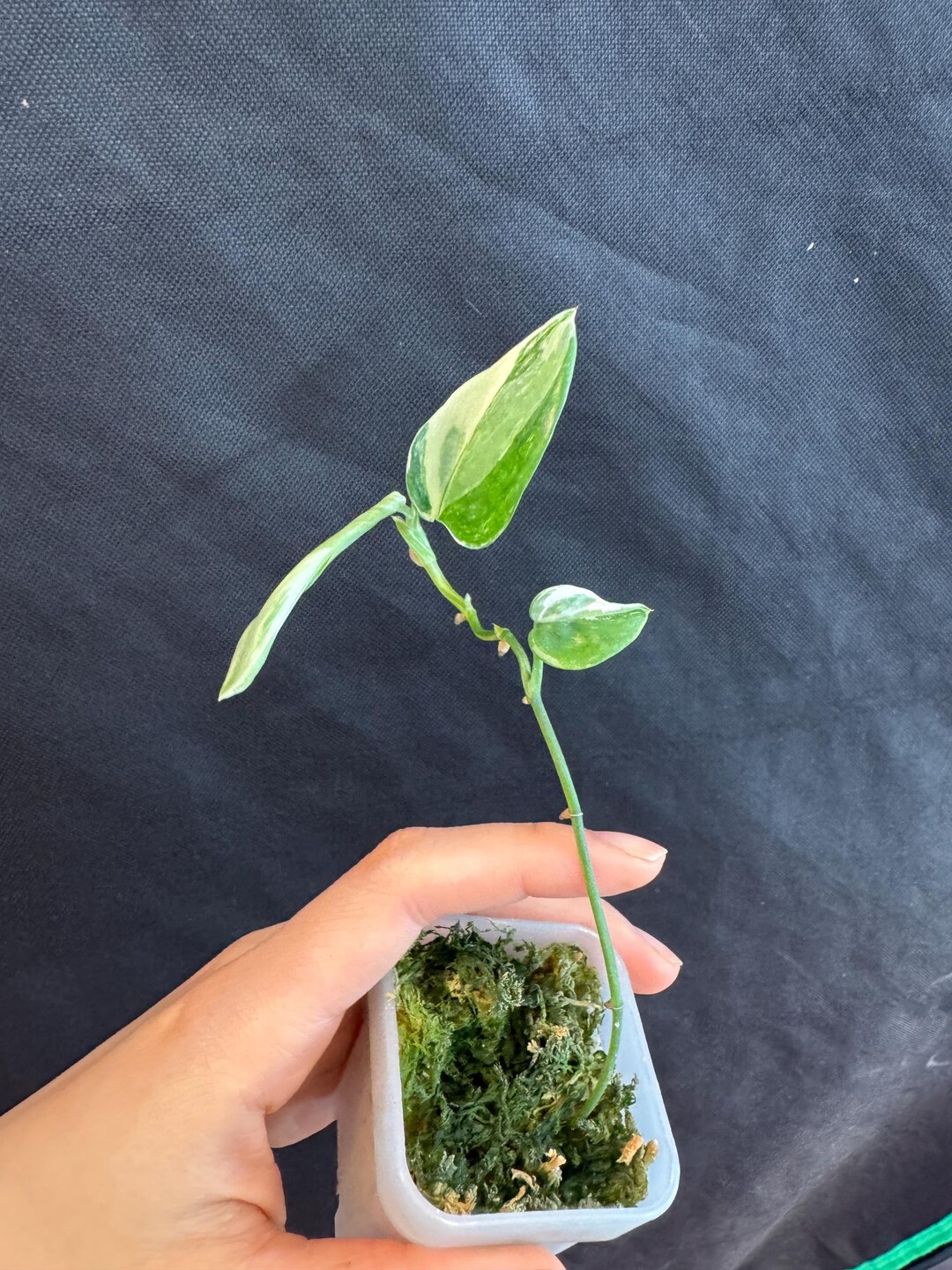 Scindapsus Variegated Blue Albo Rooted Cutting Active Growing. US ...