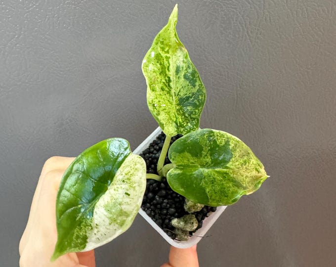 Alocasia Dragon Scale Mint Variegated Rooted Active Growing Plant ...
