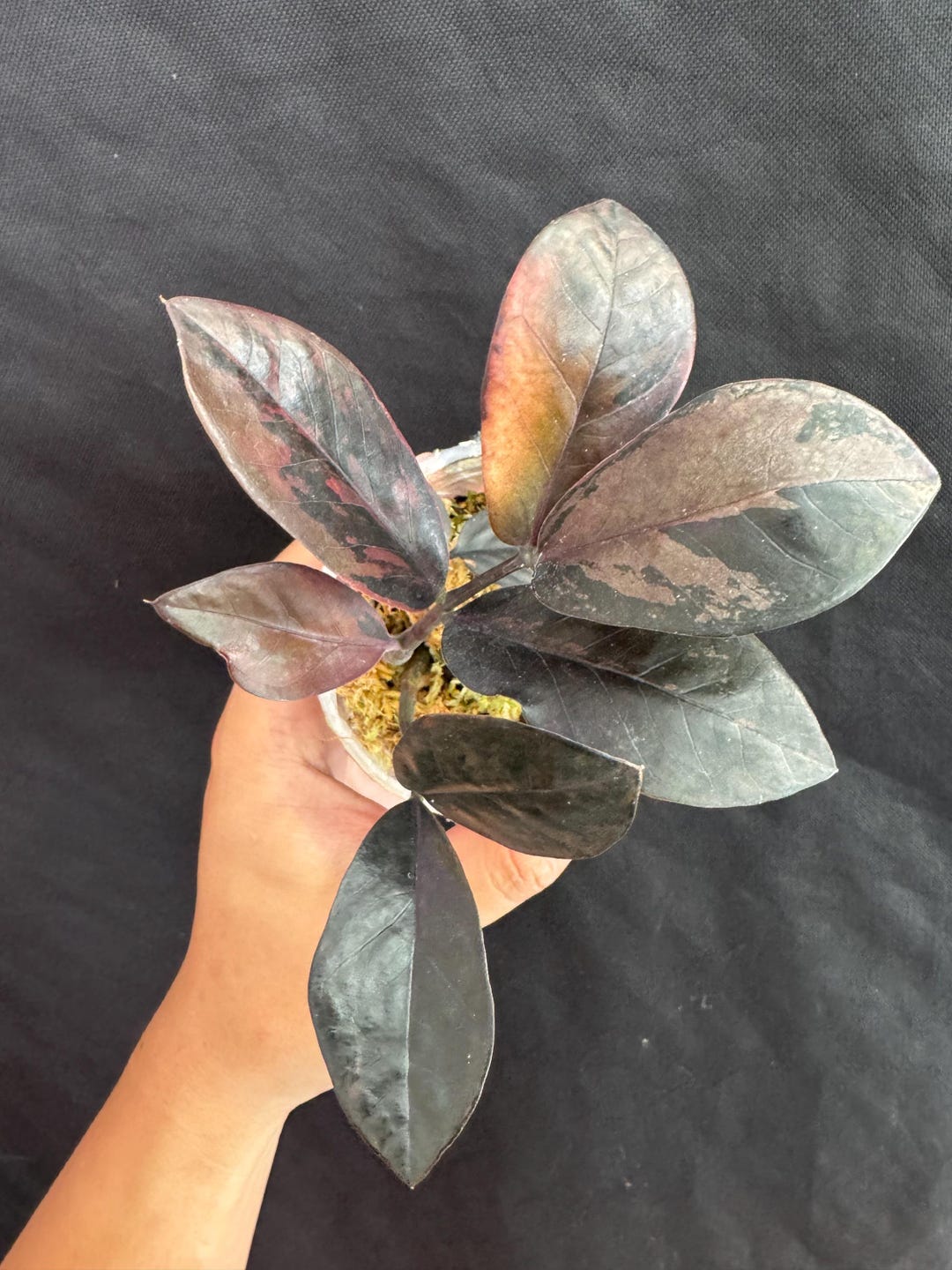 Variegated Zz Raven Plant Rooted Cutting. Variegated Zamioculas ...
