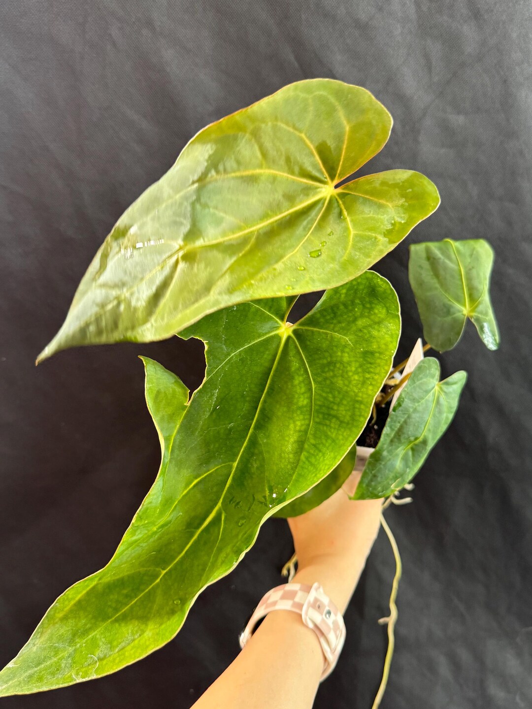 Anthurium RLFS X Carla X Ace of Spade Active Growing Plant Exact Plant ...