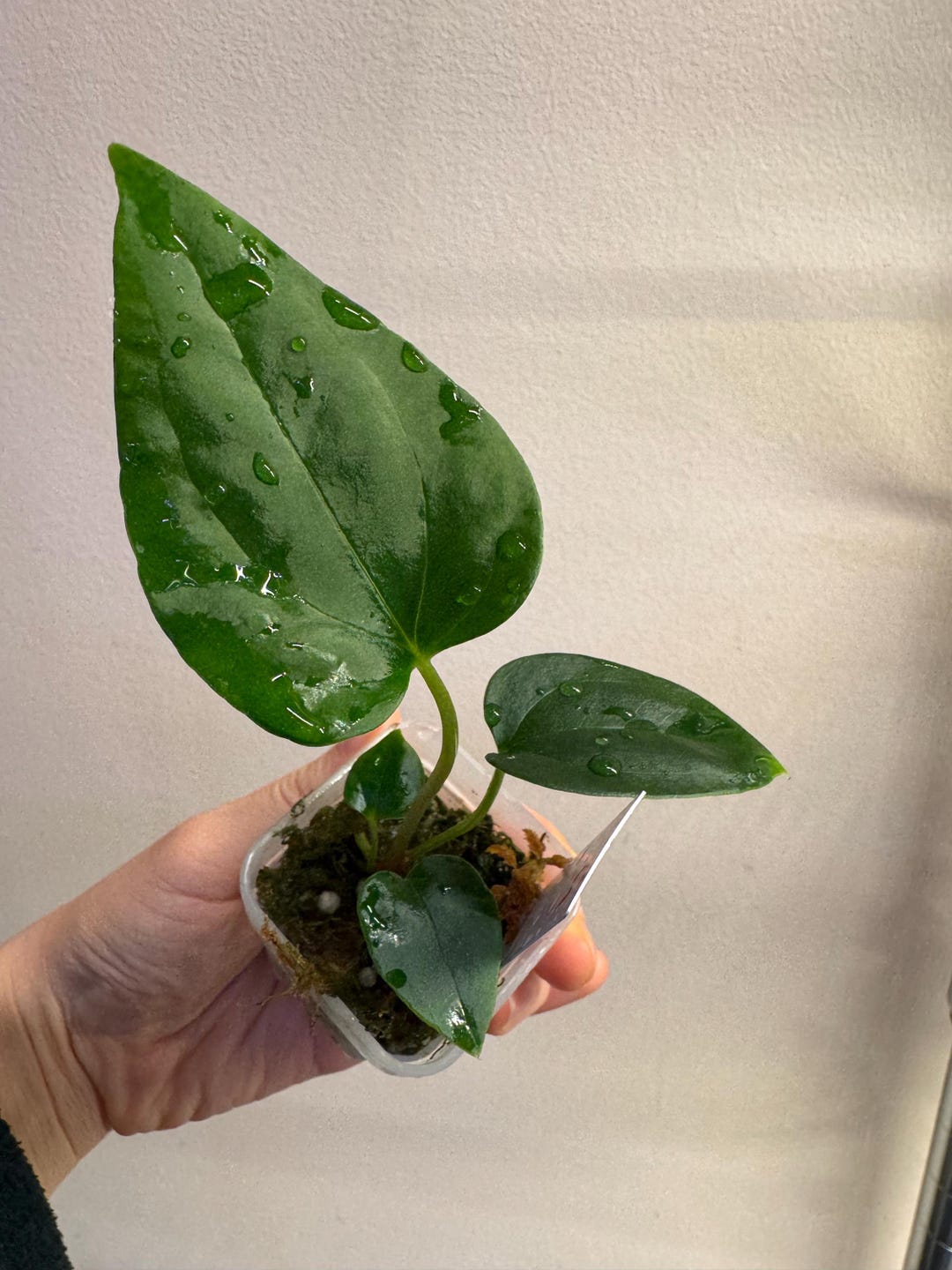 Anthurium RLFS X Mr. Worldwide Active Growing Plant! Exact Plant Fast ...