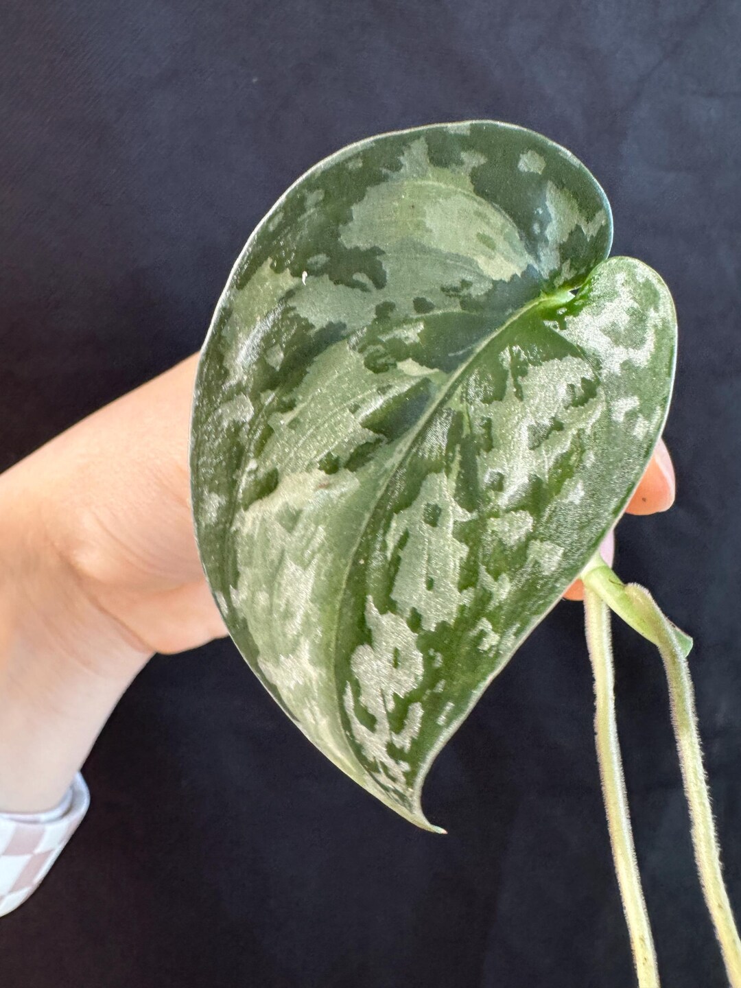 Scindapsus Mayari Variegated Cutting , Exact Plant, Ship Fast - Etsy