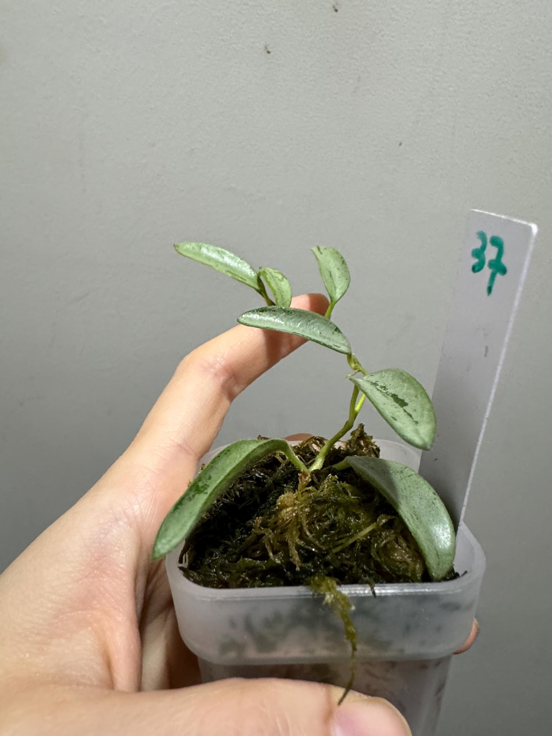 Hoya Lima Silver Rooted Cutting Active Growing. Exact Plant Ship Fast ...