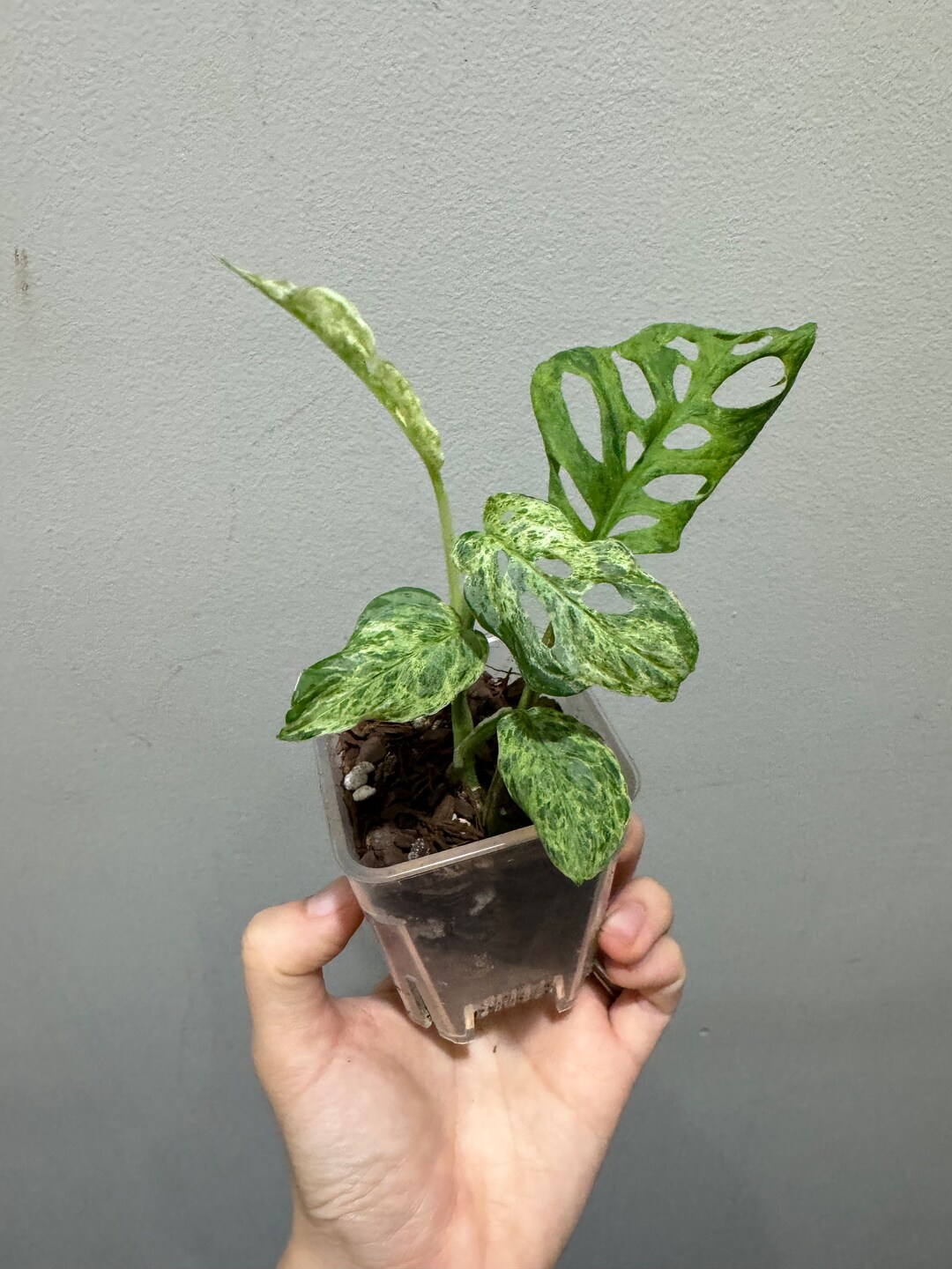 Monstera Laniata Mottled High Variegation Rooted Active Growing Plant ...