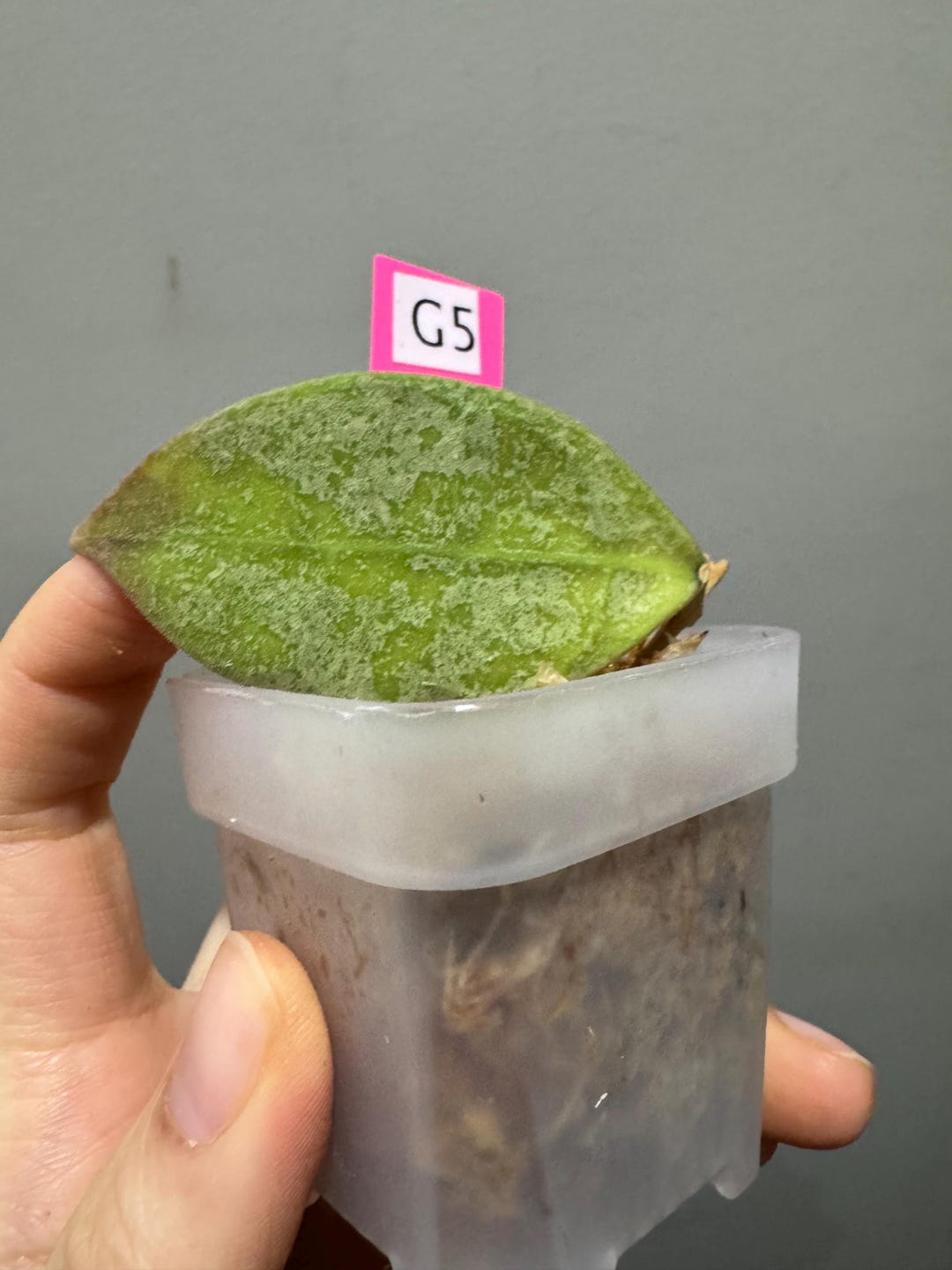 Hoya Aff Lambii Silver Splash Cutting. Fast Shipping From Virginia - Etsy