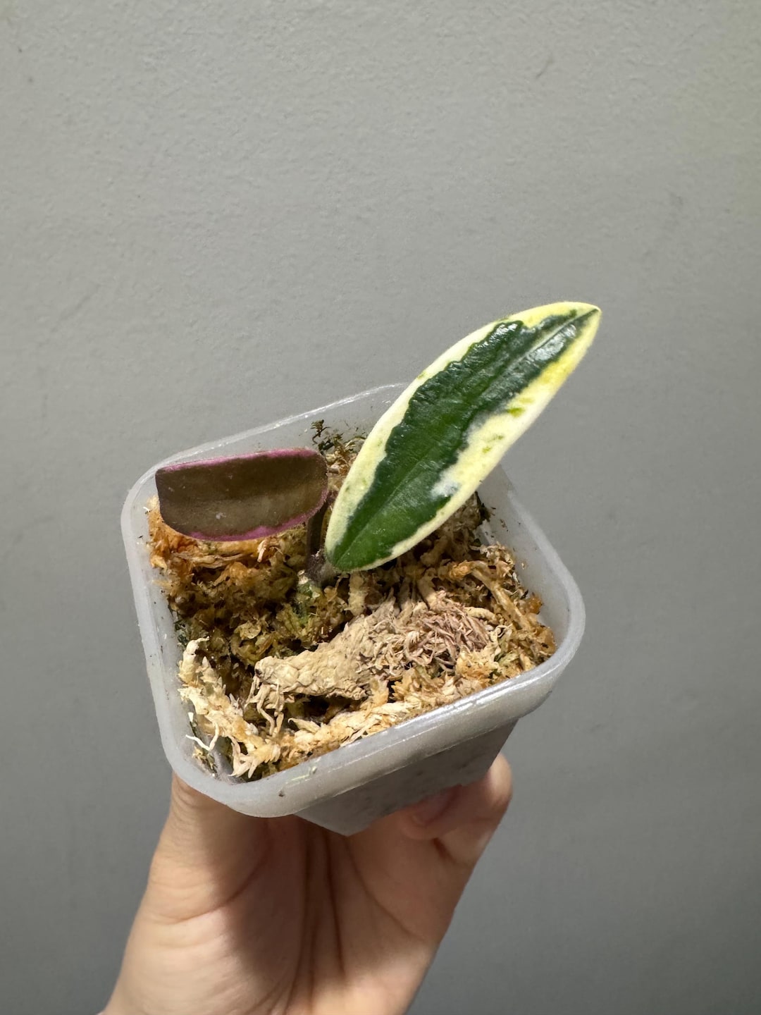 Hoya Lyi Prism Rooted Cutting. Exact Plant Fast Shipping - Etsy