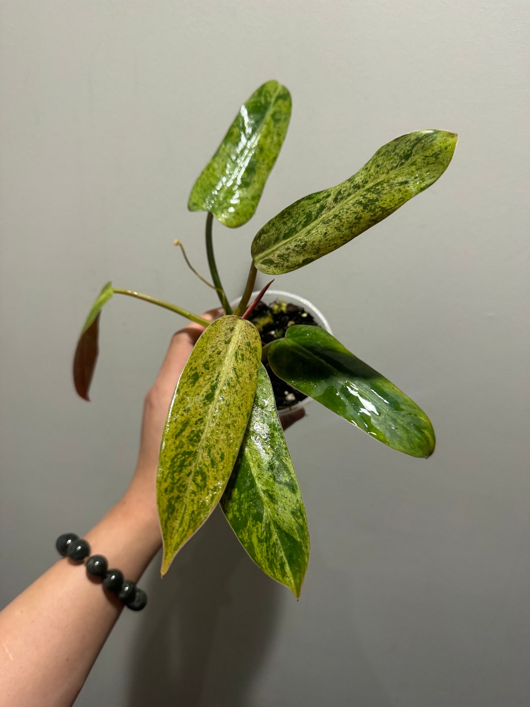 Philodendron Whipple Way Mint Marble Rooted Active Growing. Large Plant ...