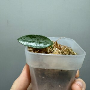 Hoya Lima Splash Cutting. High Splash. Exact Plant Ships Fast - Etsy