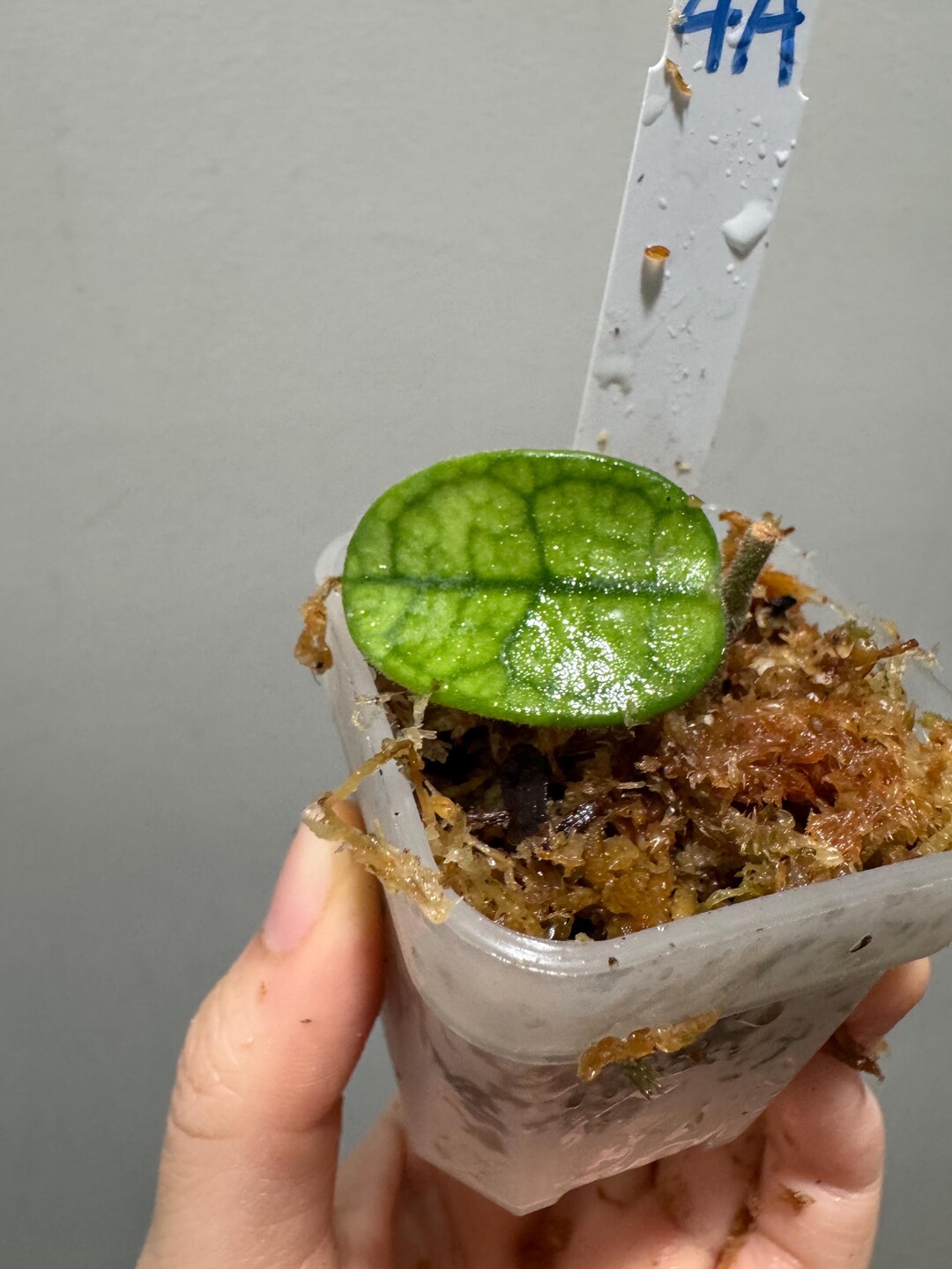 Hoya Lyi Noid Lightly Rooted Cutting. Exact Plant Fast Shipping - Etsy