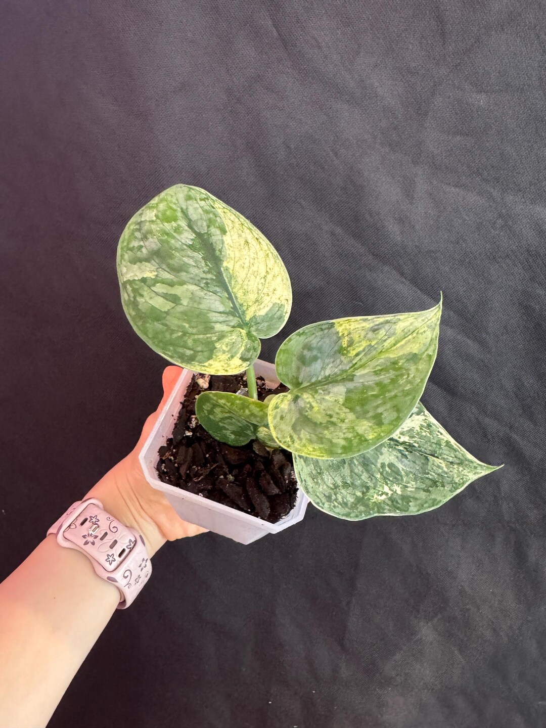 Scindapsus Exotica Hologram Variegated Rooted Bottom Cutting Active ...