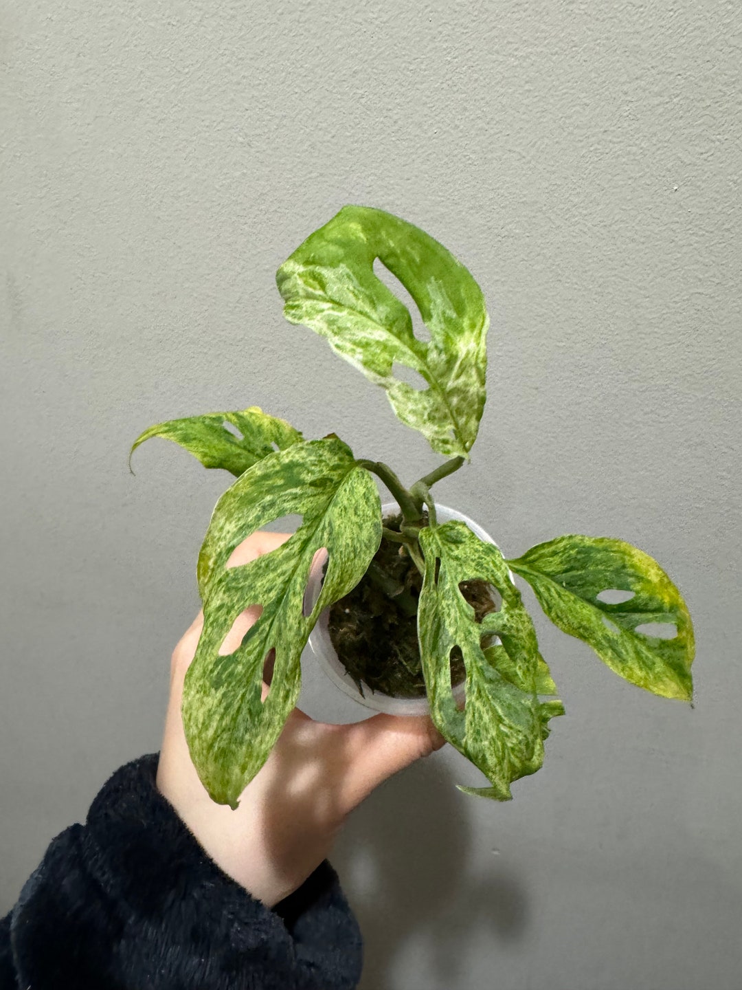 Monstera Laniata Mottled High Variegation Rooted Cutting Active Growing ...