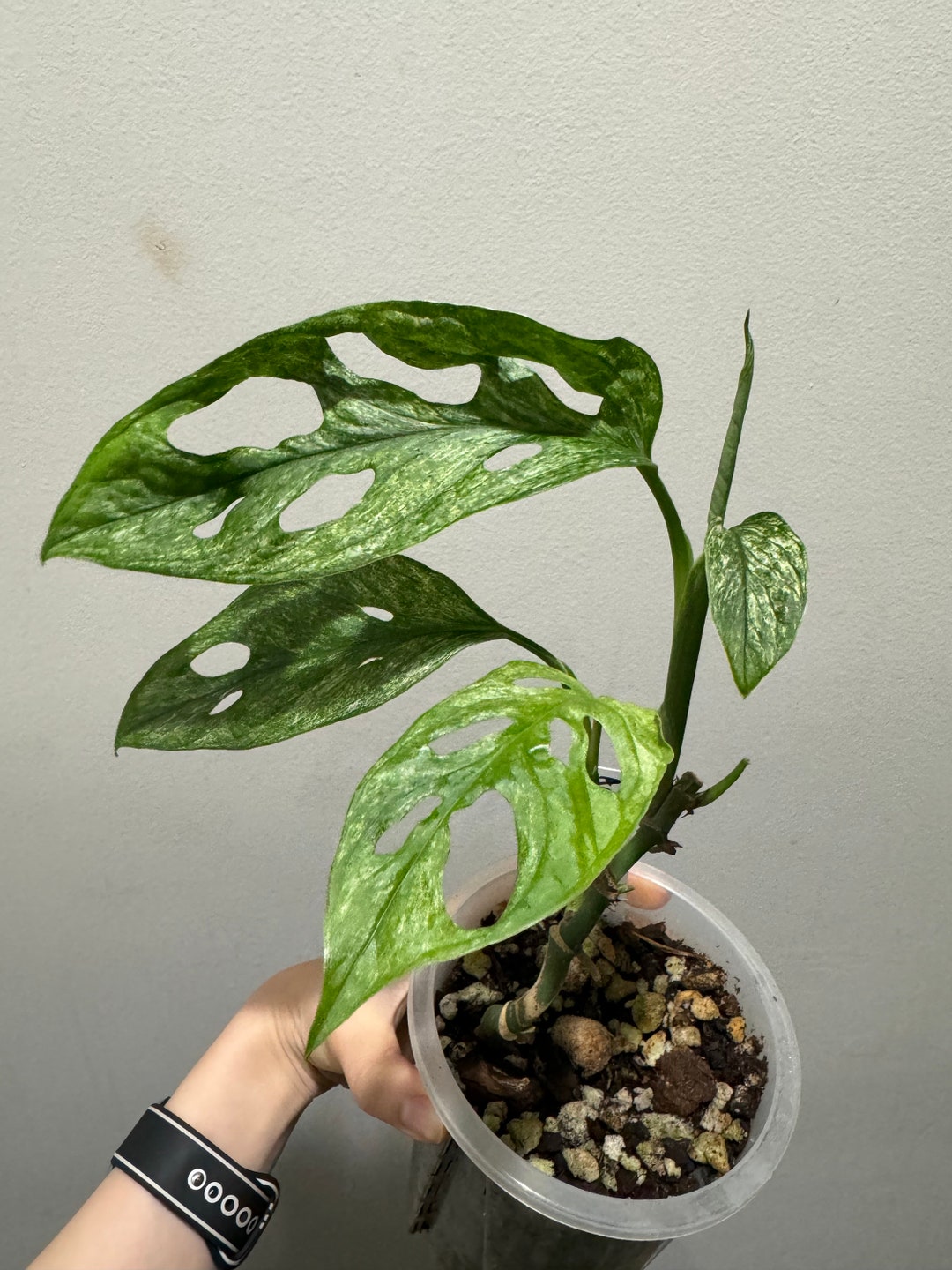 Monstera Adansonii Mint Euro Form Active Growing Plant. 2 Growing ...