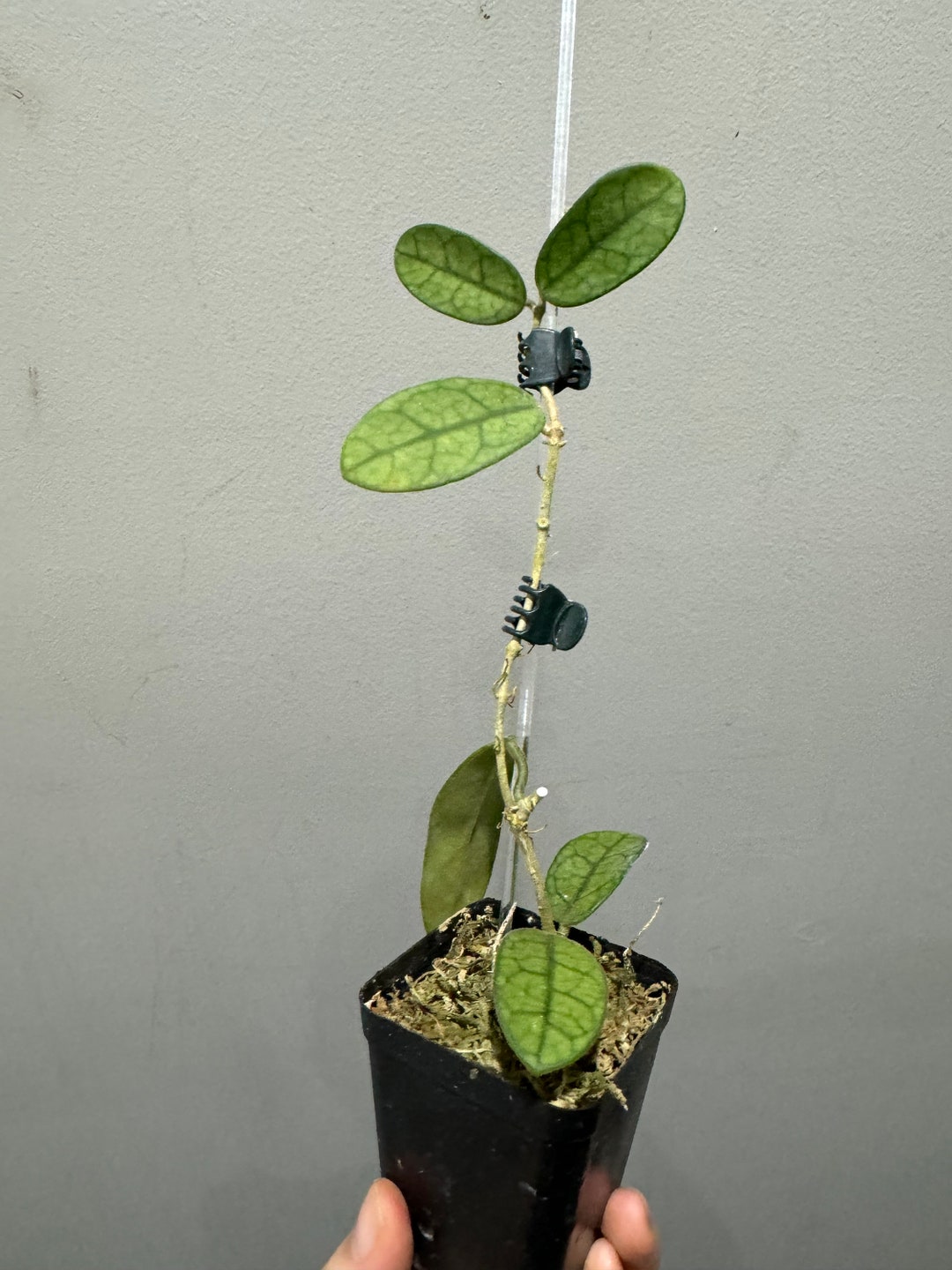 Hoya Lyi Noid Rooted Active Growing. Exact Plant Fast Shipping - Etsy