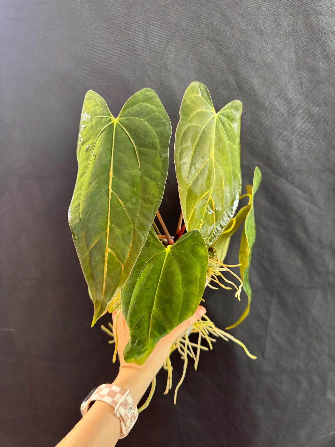Anthurium RLFS X Carla X Ace of Spade Active Growing Plant Exact Plant ...