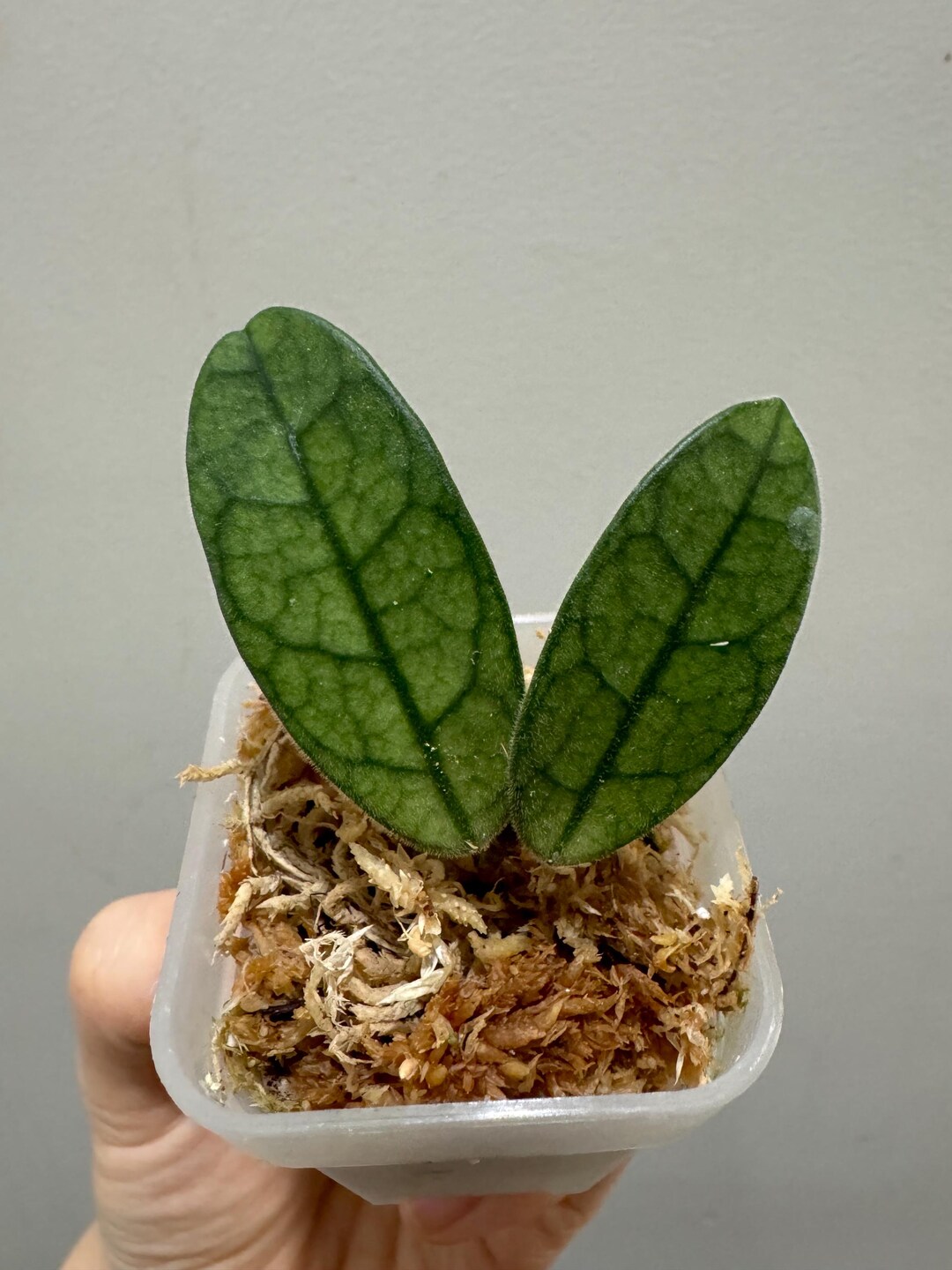 Hoya Lyi Noid Rooted Cutting. Exact Plant Fast Shipping - Etsy