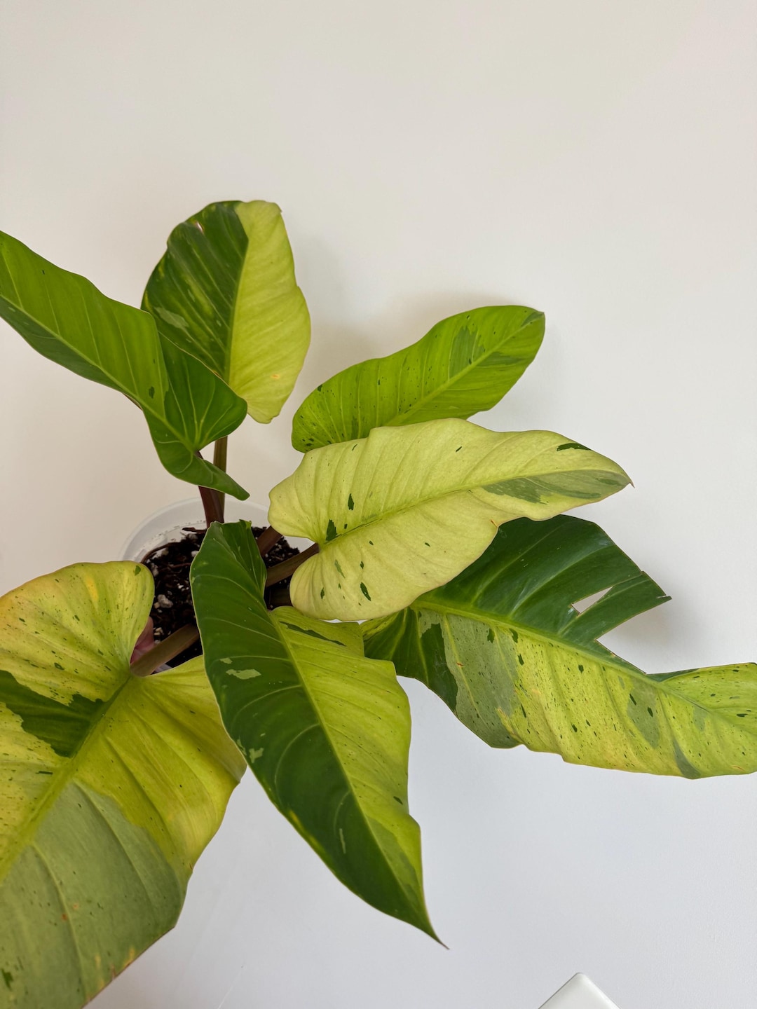 Philodendron Melinonii Variegated Active Plant. Exact Plant - Etsy