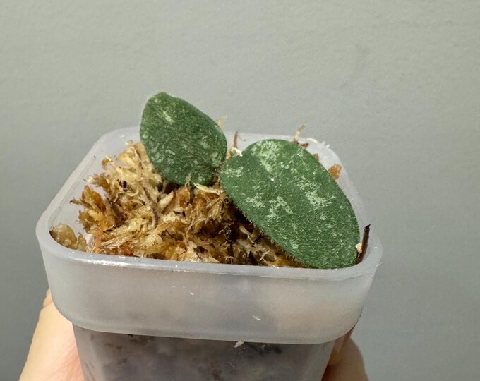 Hoya Fuzzy Thomsonii With Splash Cutting. Exact Plant Fast Shipping - Etsy