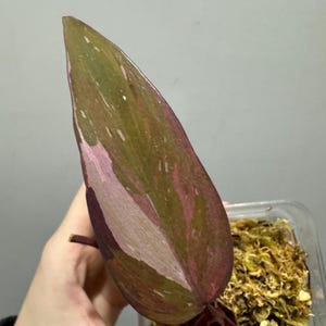 Philodendron Pink Princess Fire Red / Philodendron Fire Princess ...