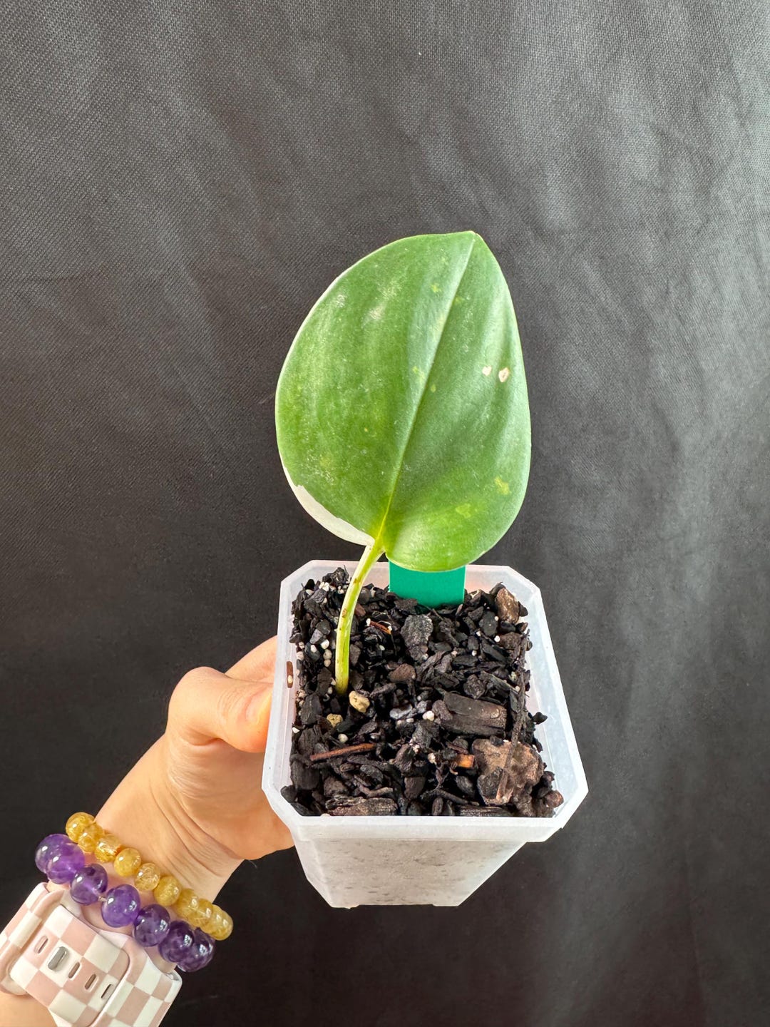 Variegated Scindapsus Treubii Moonlight Albo Variegated Rooted Cutting ...