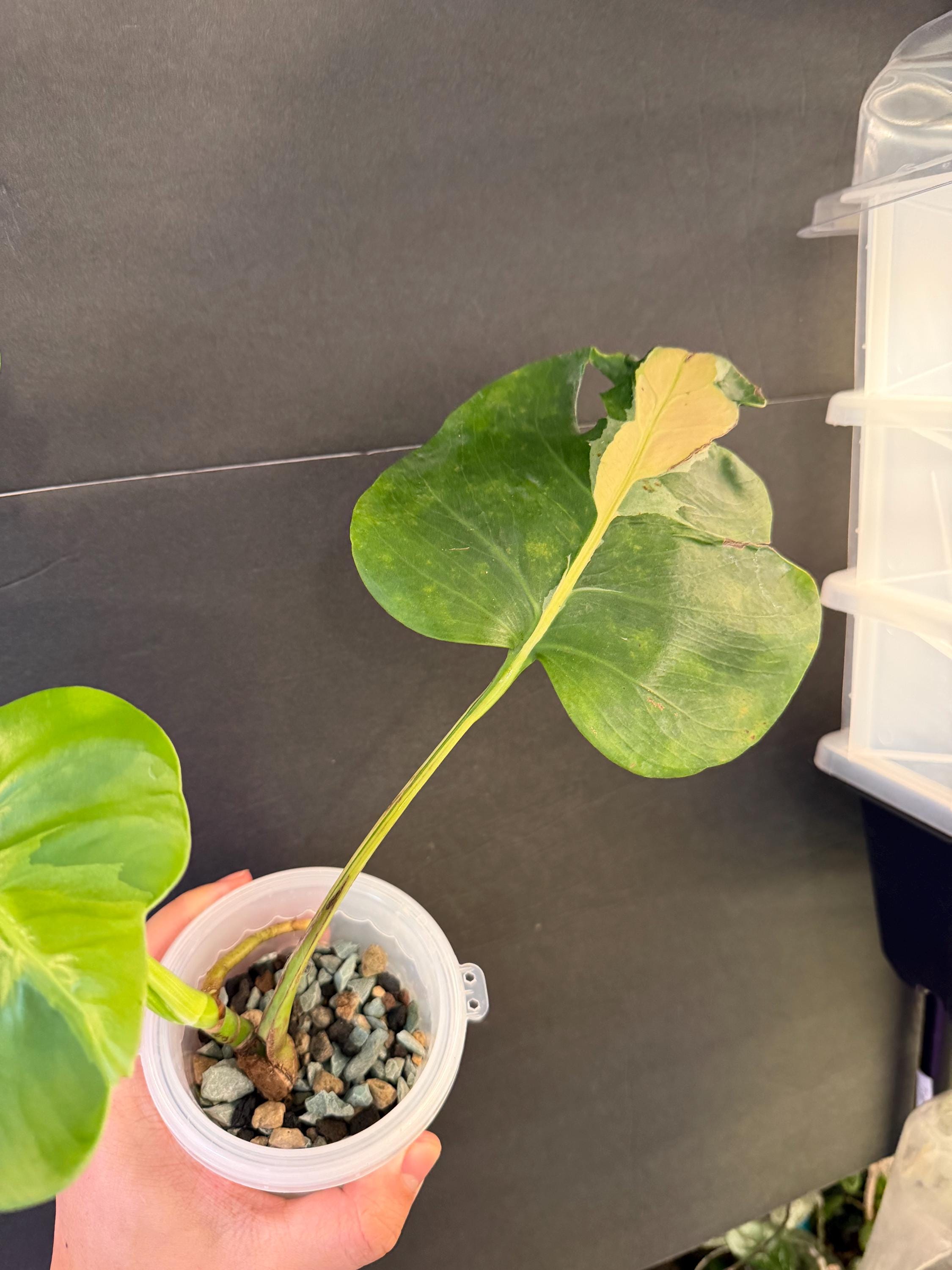 Monstera White Lava Variegated Rooted Active Growing Plant. Grown From ...