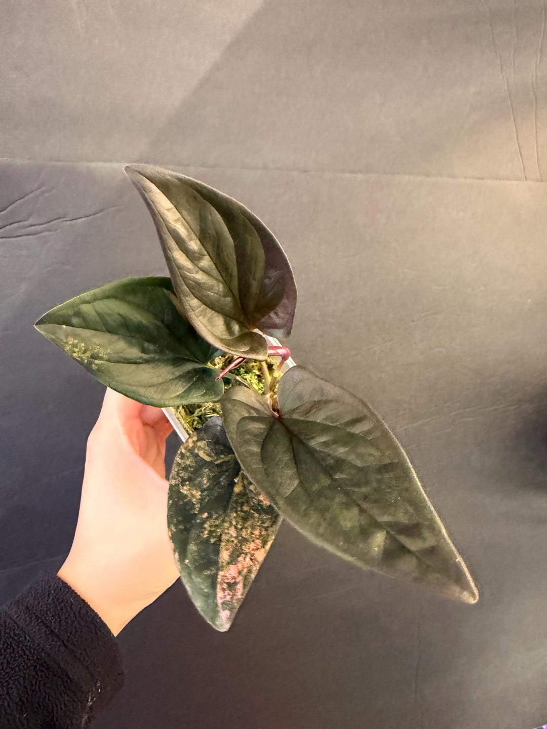 Syngonium Red Arrow Variegated Rooted Active Growing Plant. Exact Plant ...