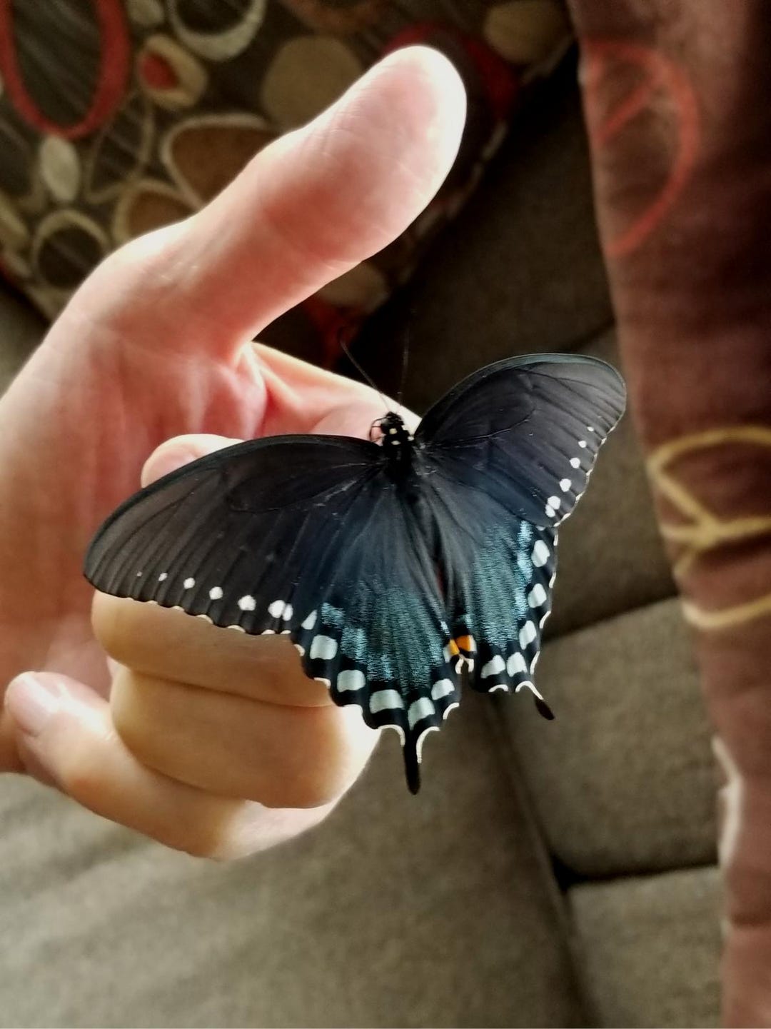 Touching Nature, Butterfly Sitting on My Hand - Etsy