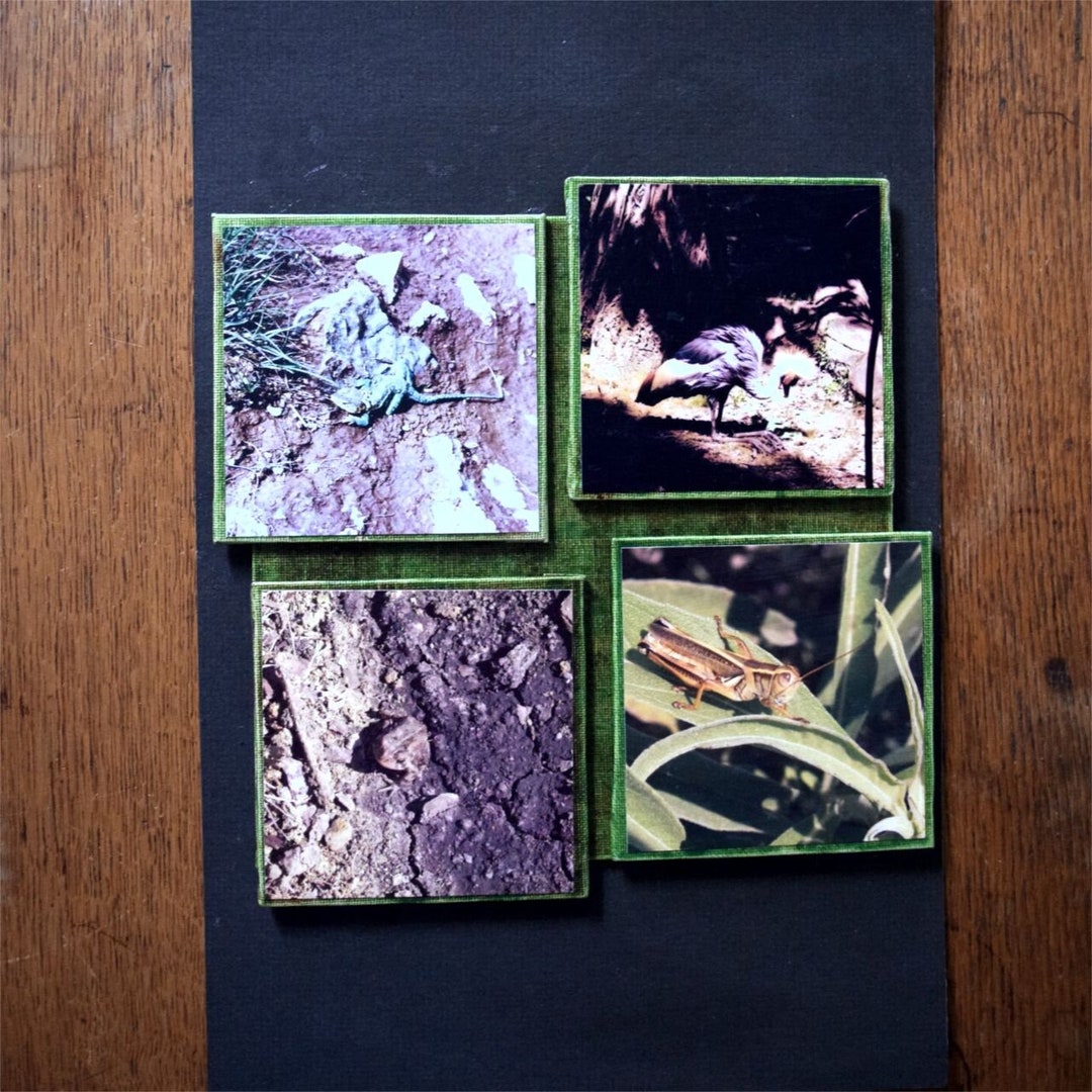 Lizard Toad Bird & Grasshopper - Diversity - Etsy