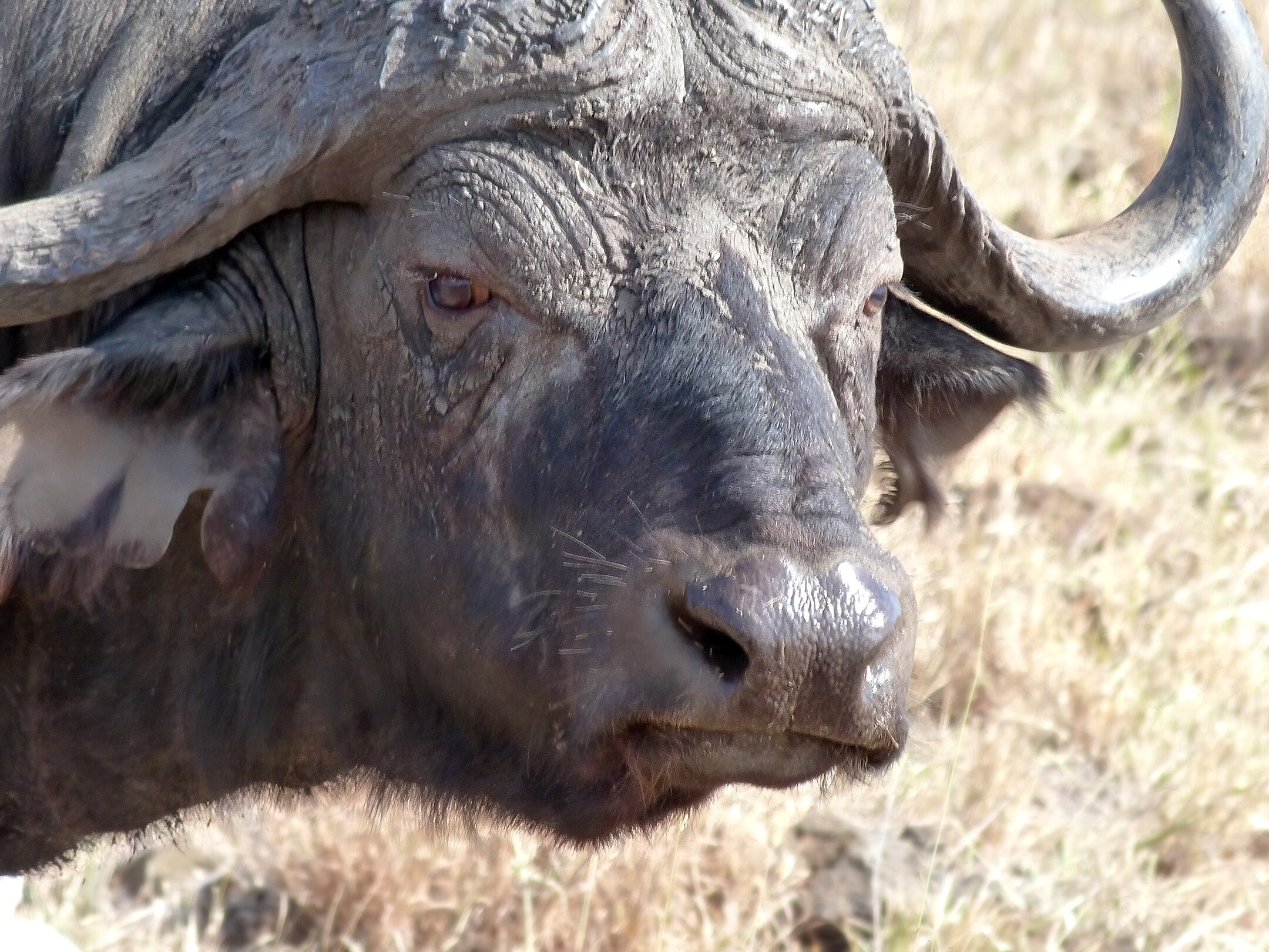 Water Buffalo Africa - Etsy