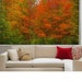 6 Fall Window Backgrounds for Zoom, Skype, Google Meet, Microsoft Teams ...