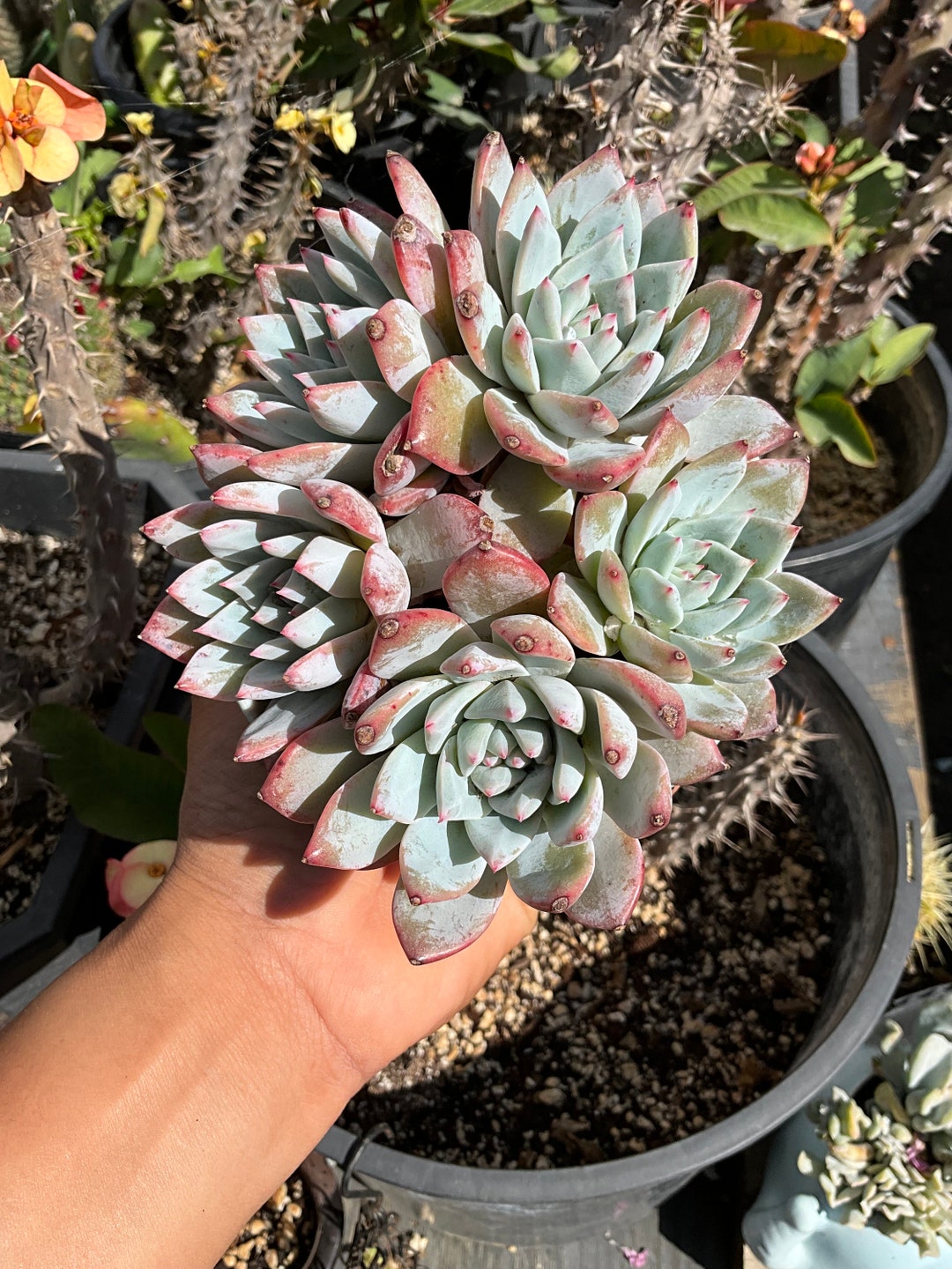 Echeveria Blue Bird Cluster - Etsy