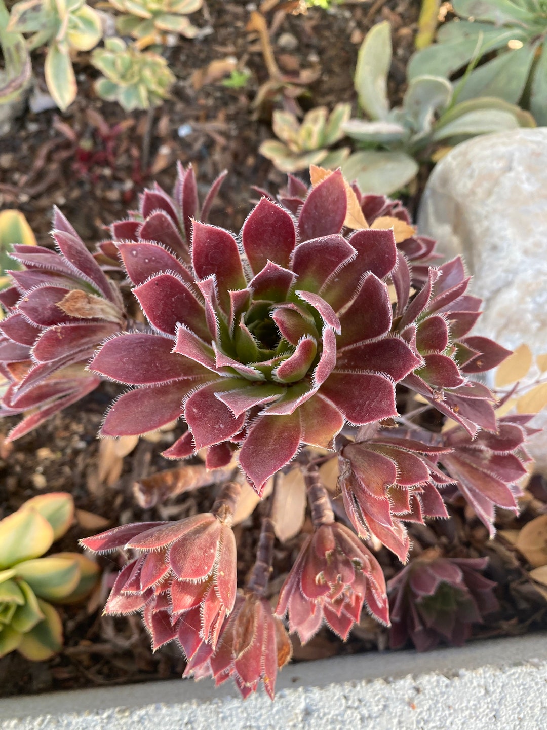 Aeonium 'firecracker' Cutting - Etsy