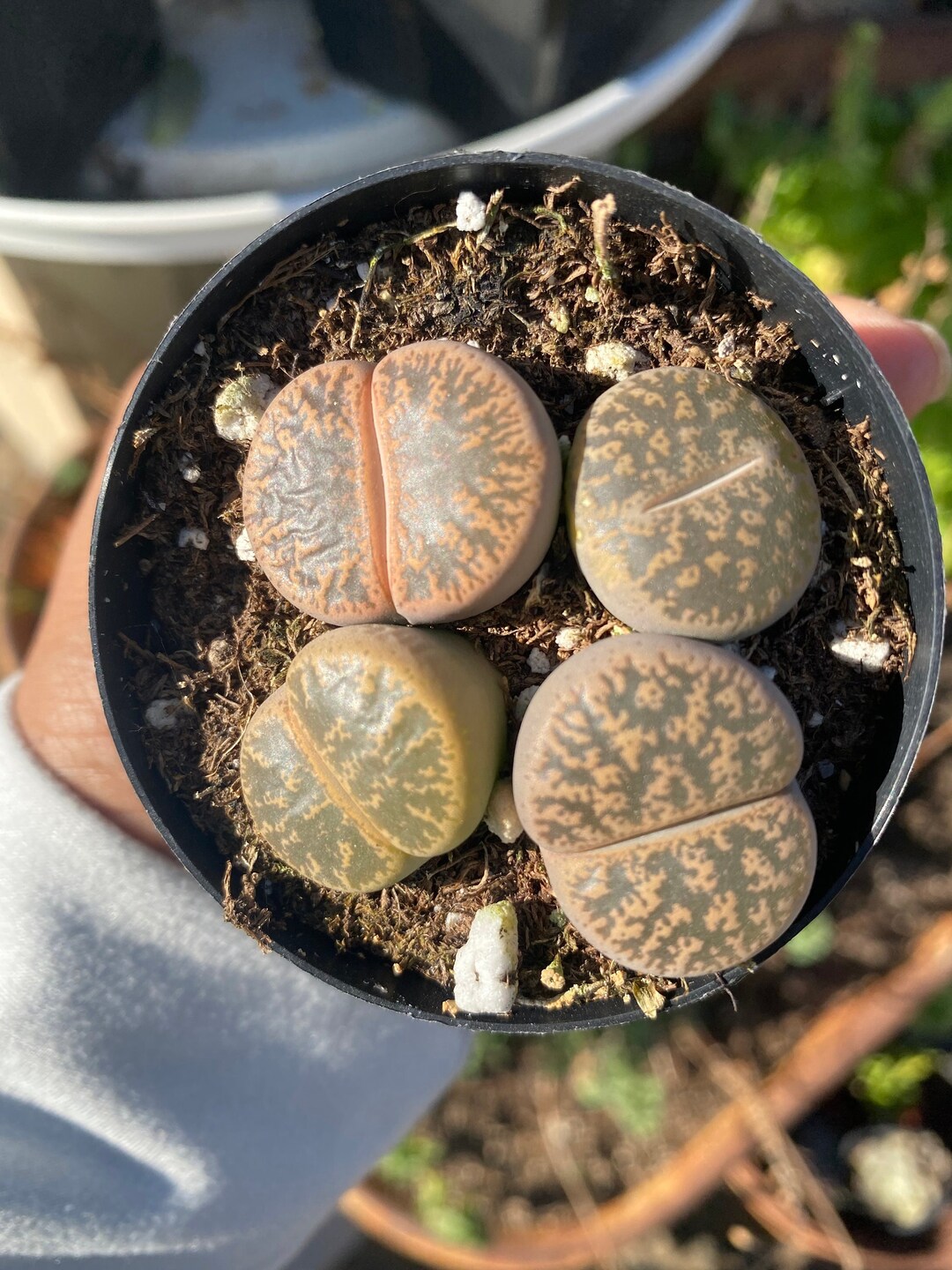 Lithops 4 Pack in a 2 Pot - Etsy