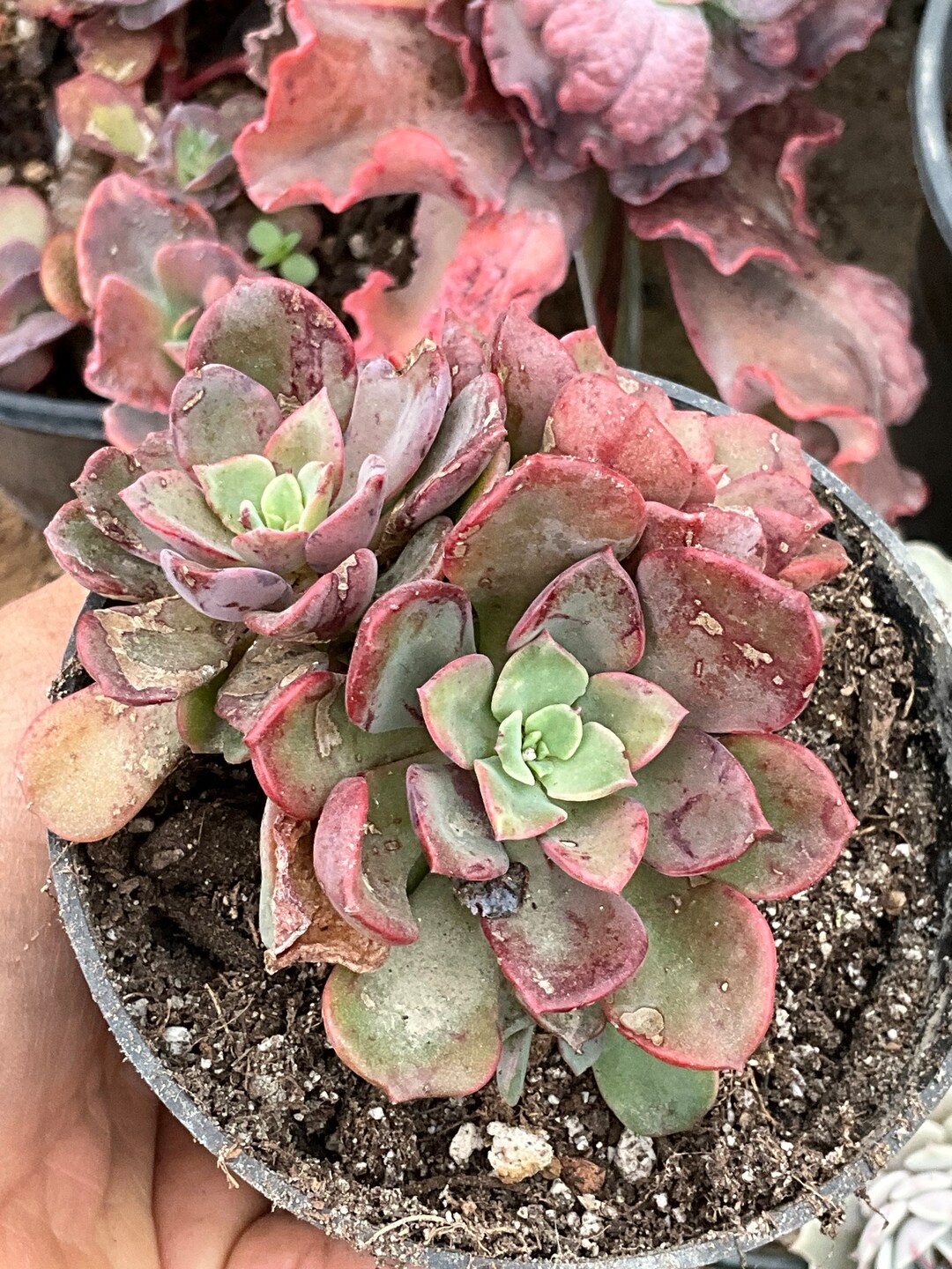 Echeveria Red Noble - Etsy