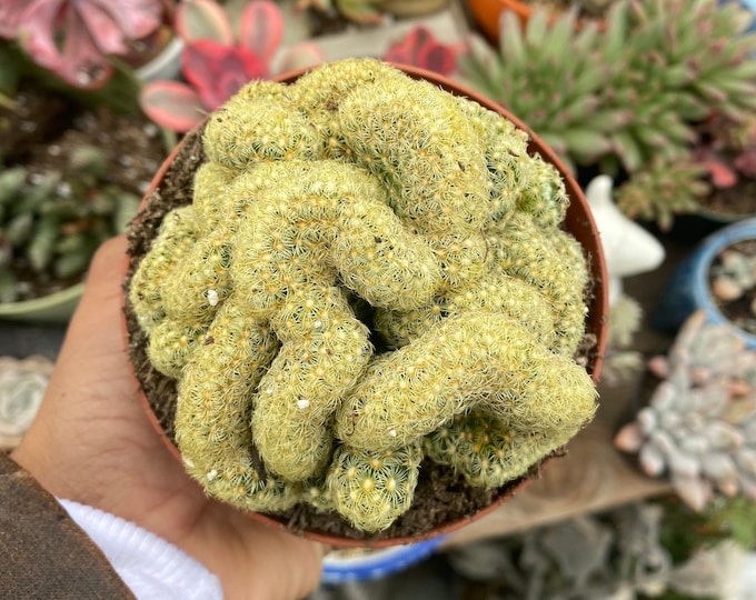 Mammillaria Cristata Brain Cactus / Crested Succulent 4 - Etsy