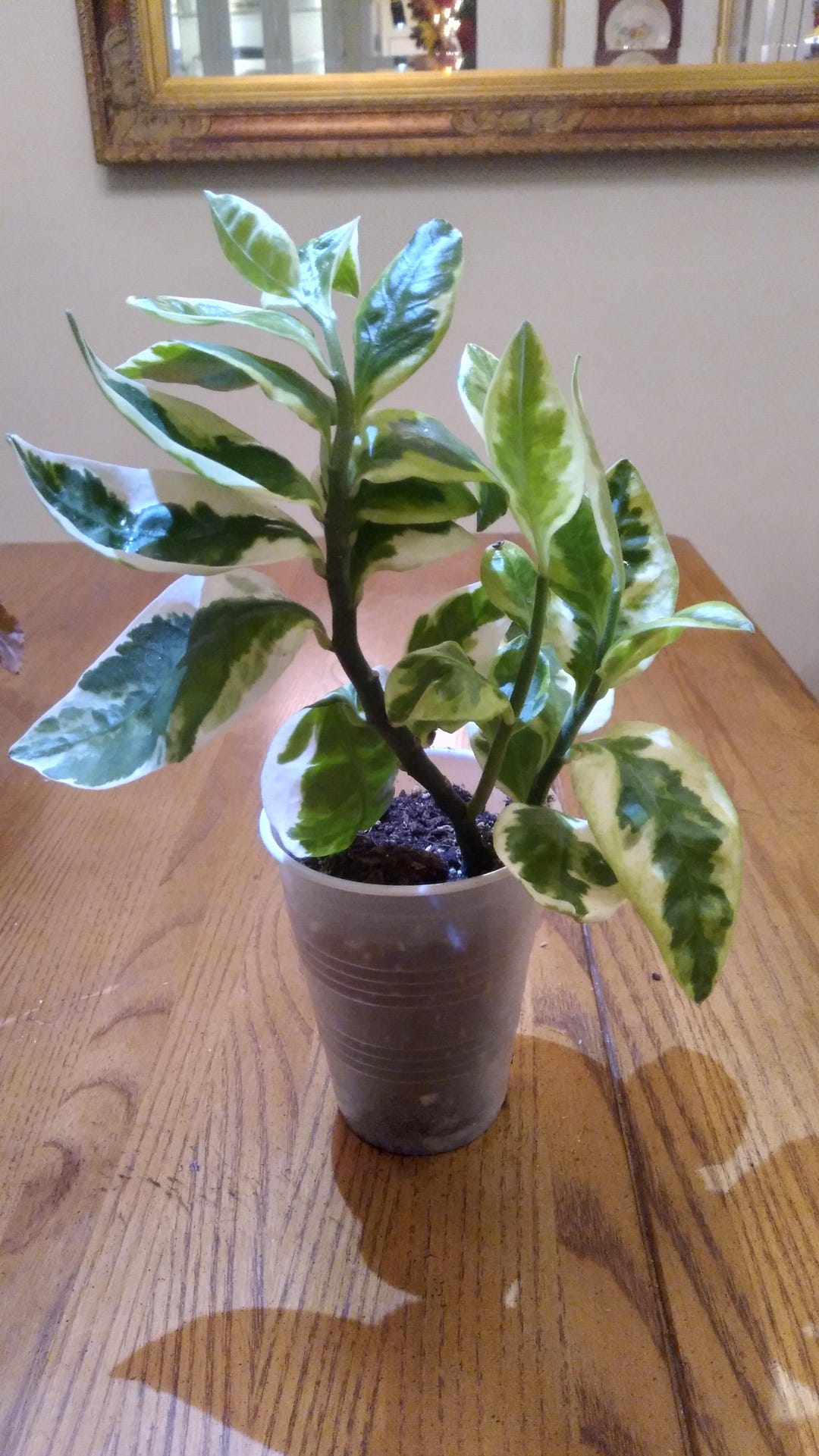 Variegated Devils Backbone - Etsy