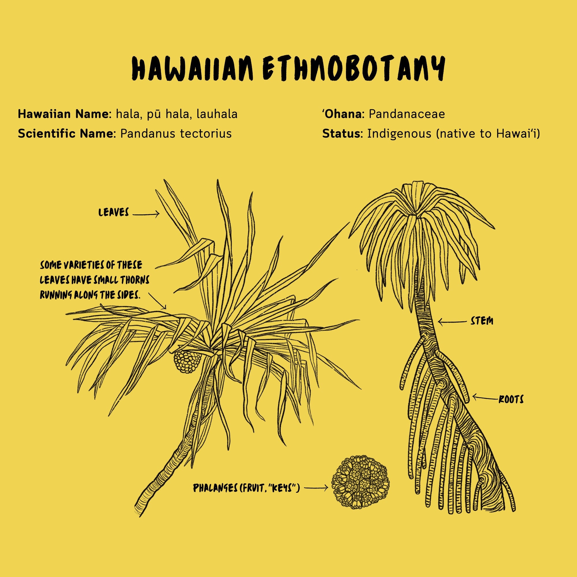 Hawaiian Ethnobotany Lesson (hala) - Etsy