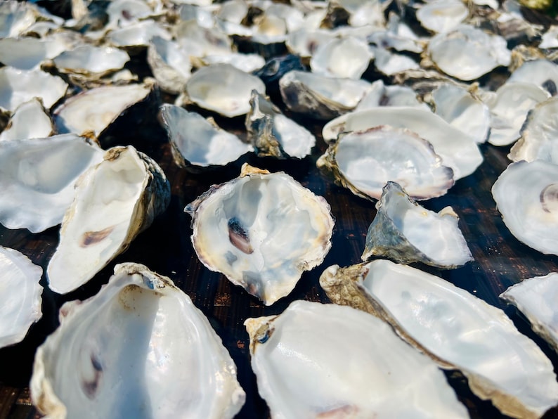Natural Cleaned Cupped Oyster Shells (6-9cm): for crafting, decoupage ...