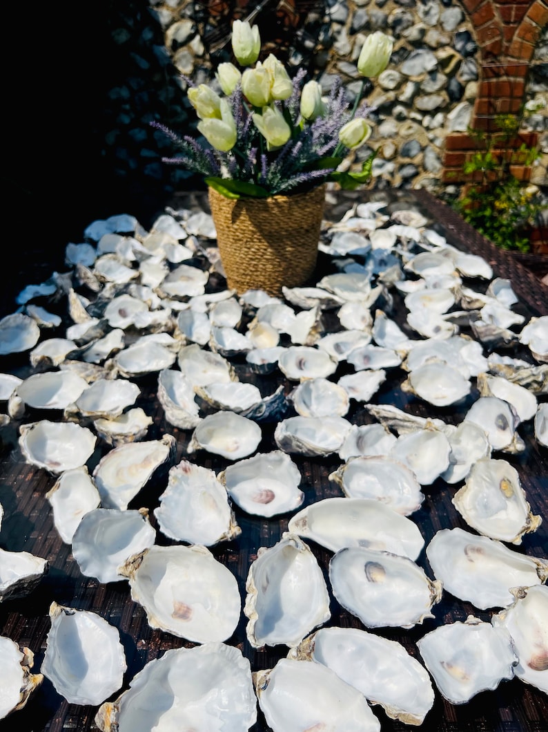 Natural Cleaned Cupped Oyster Shells (6-9cm): for crafting, decoupage ...