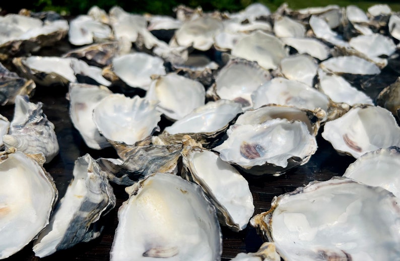 Natural Cleaned Cupped Oyster Shells (6-9cm): for crafting, decoupage ...
