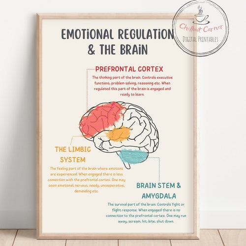 Brain Poster Brain Lobes Functions Therapy Office Decor the - Etsy