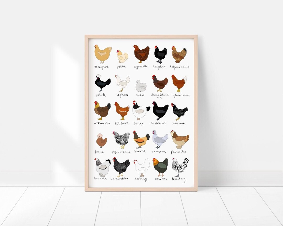 Buy Chicken Breed Chart, Chicken Printable Wall Art, Chicken Types ...