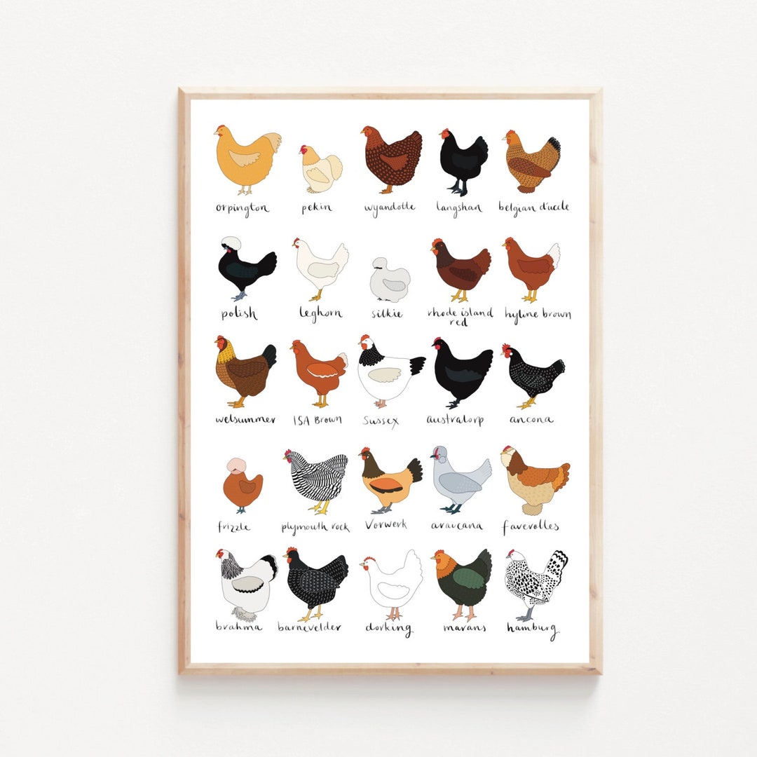 Chicken Breed Chart Chicken Printable Art Chicken Types - Etsy UK