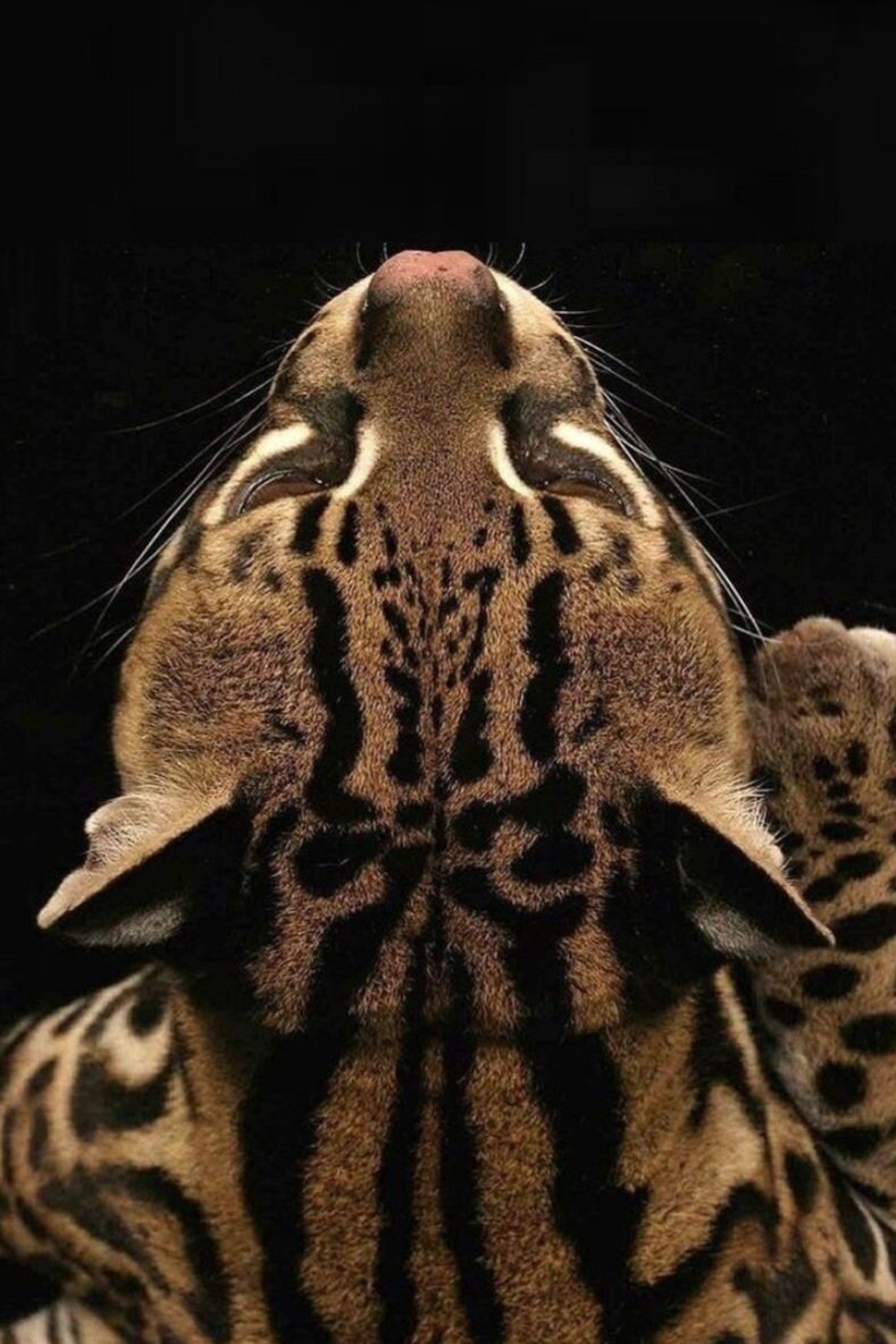 30-60 physical Nature Aesthetic Collage Earthy Black Girl Photo ...